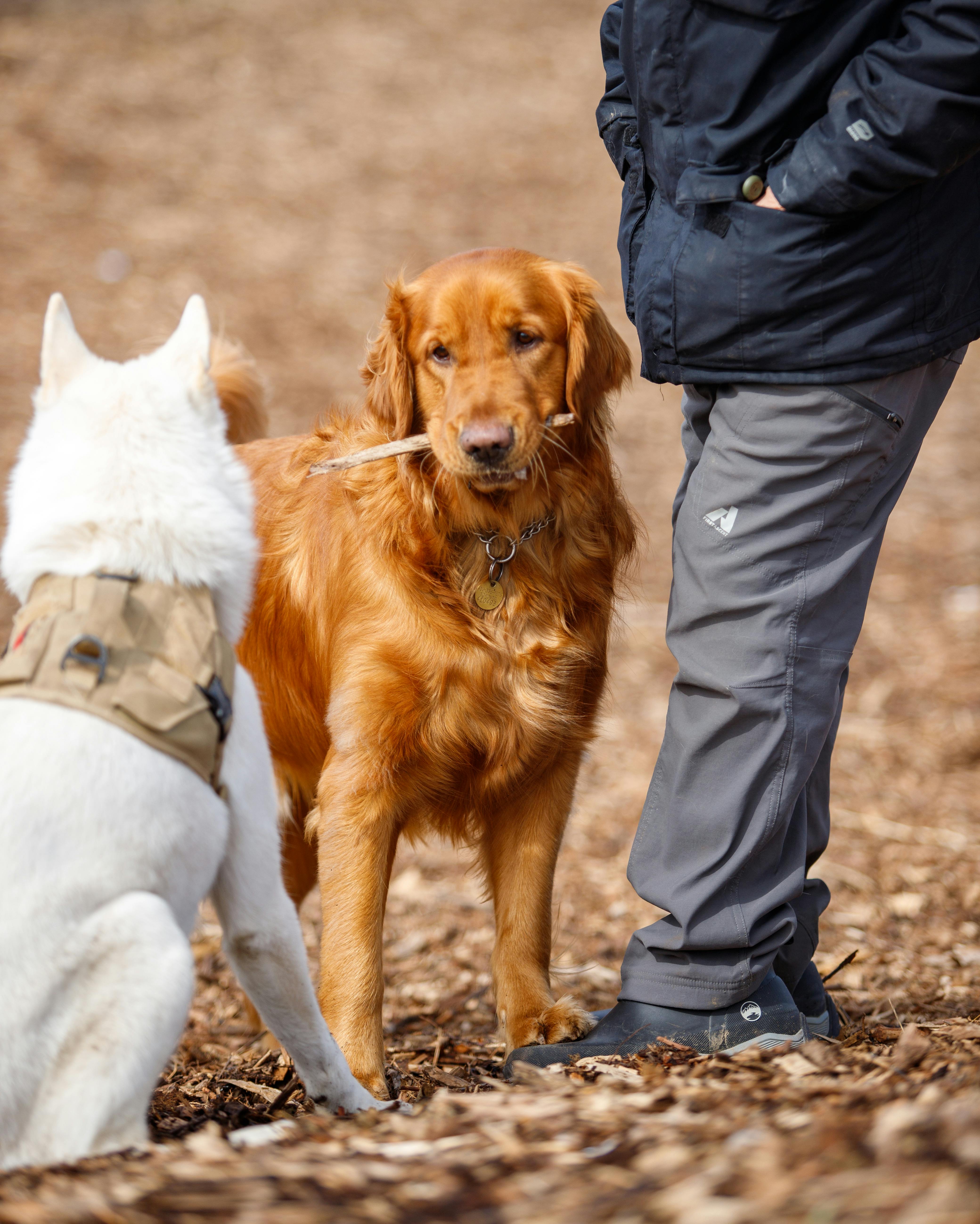 Dogs With Humans Photos, Download The BEST Free Dogs With Humans Stock ...