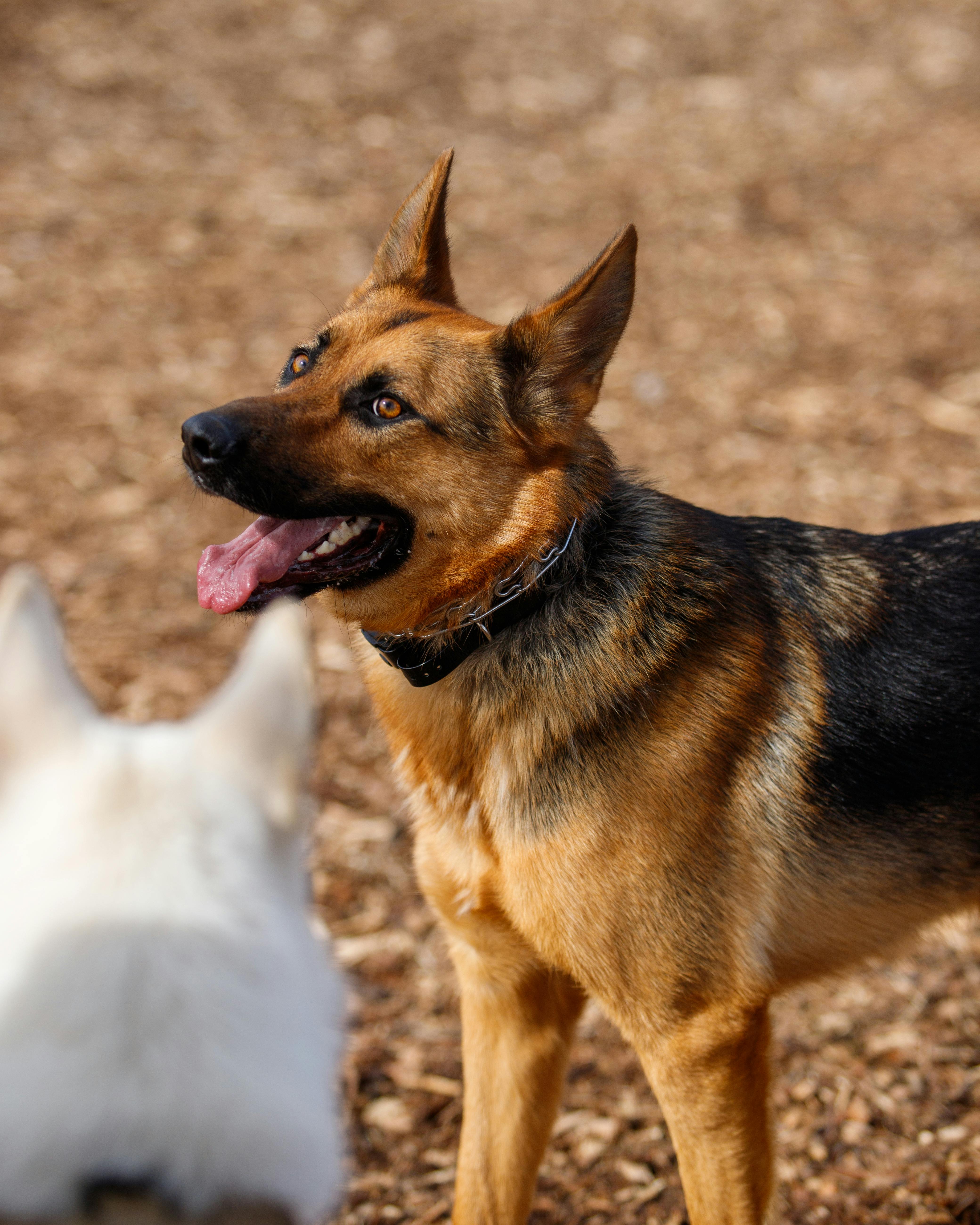 German Shepherds at the Park on a Sunny Day · Free Stock Photo