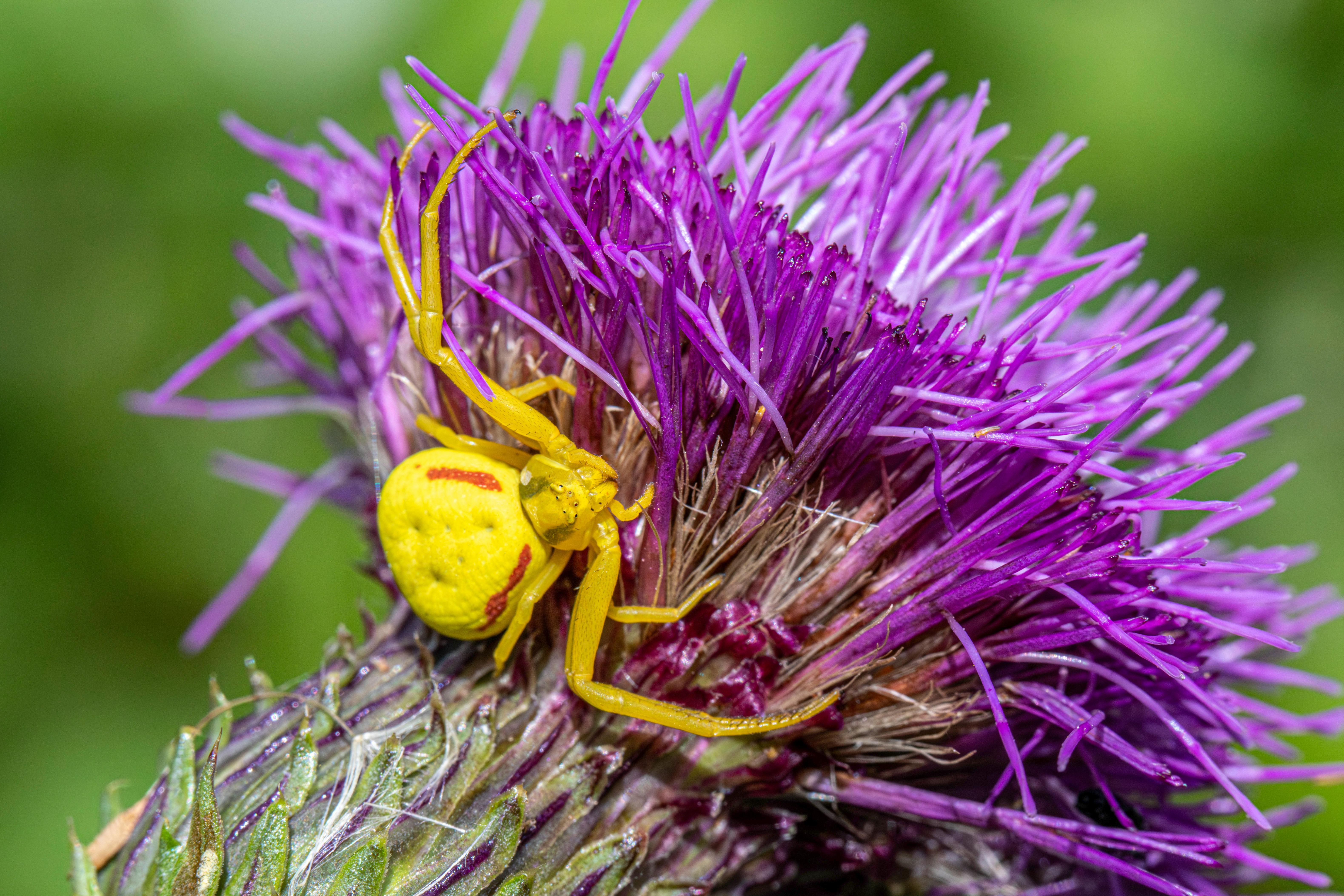 Goldernrod Crab Spider on a Purple Flower · Free Stock Photo