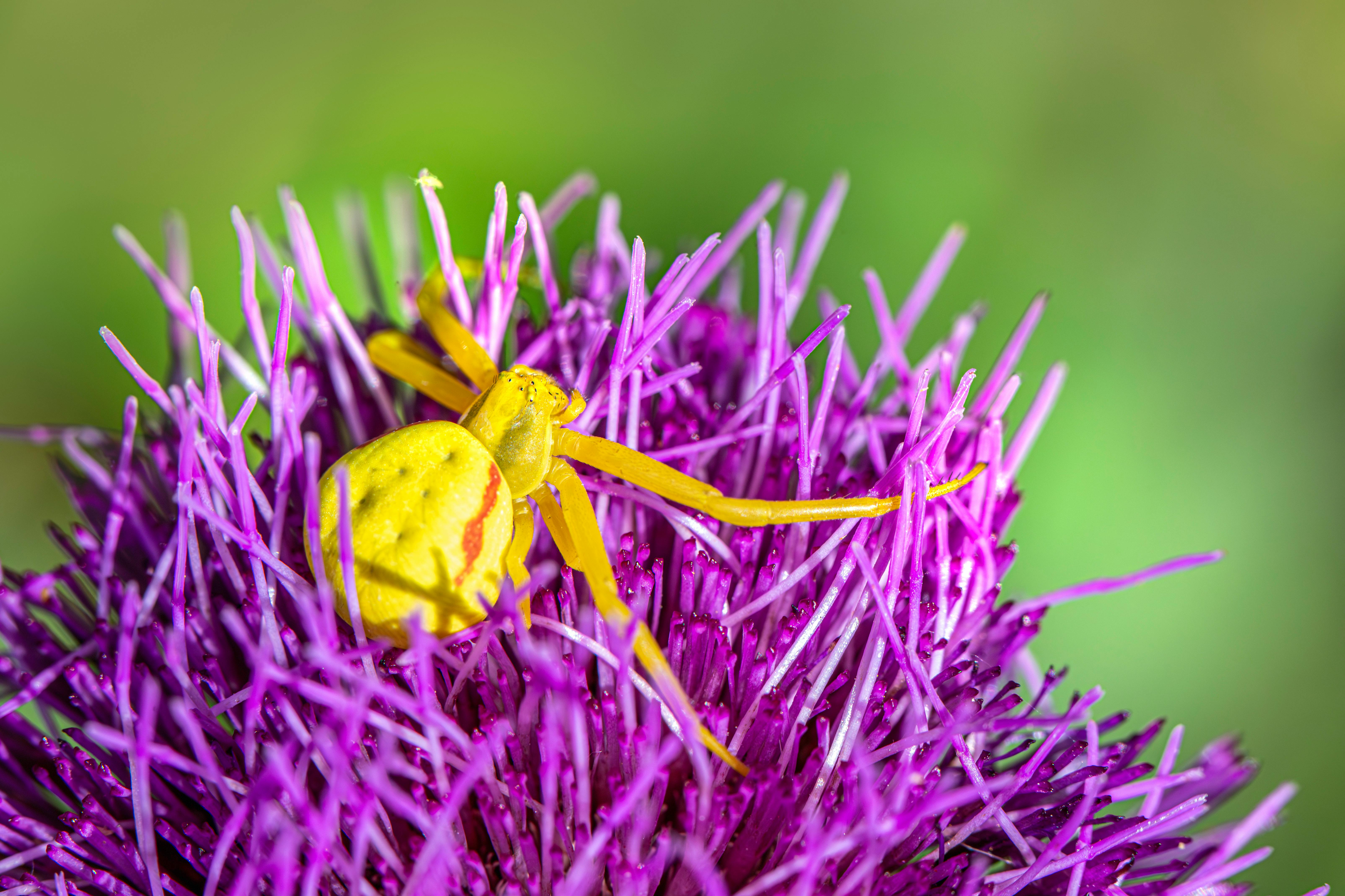 Close-up of a Yellow Spider Sitting on a Flower · Free Stock Photo
