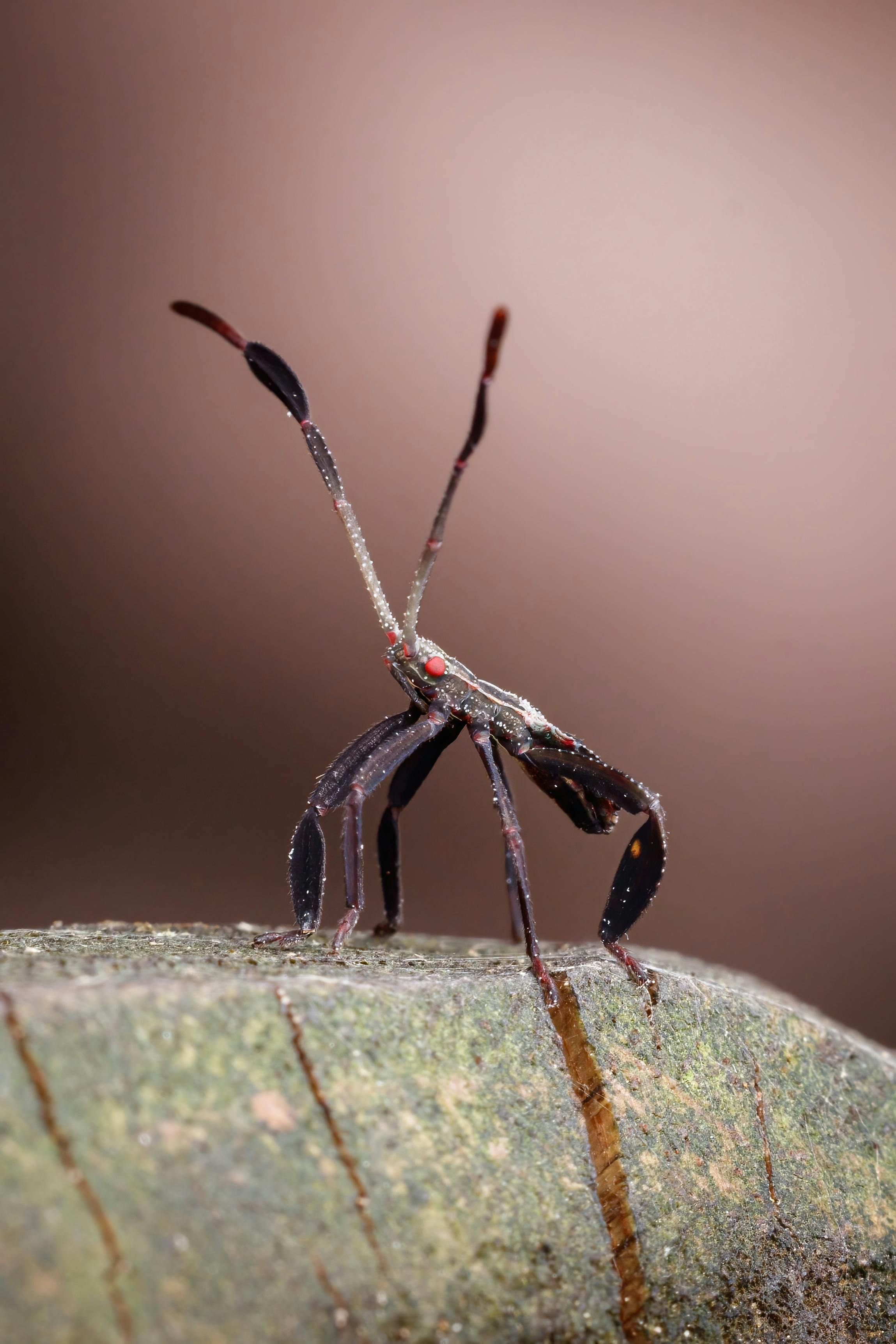 Photo gratuite de antenne, arrière plan, arthropode, beetle, bel ...
