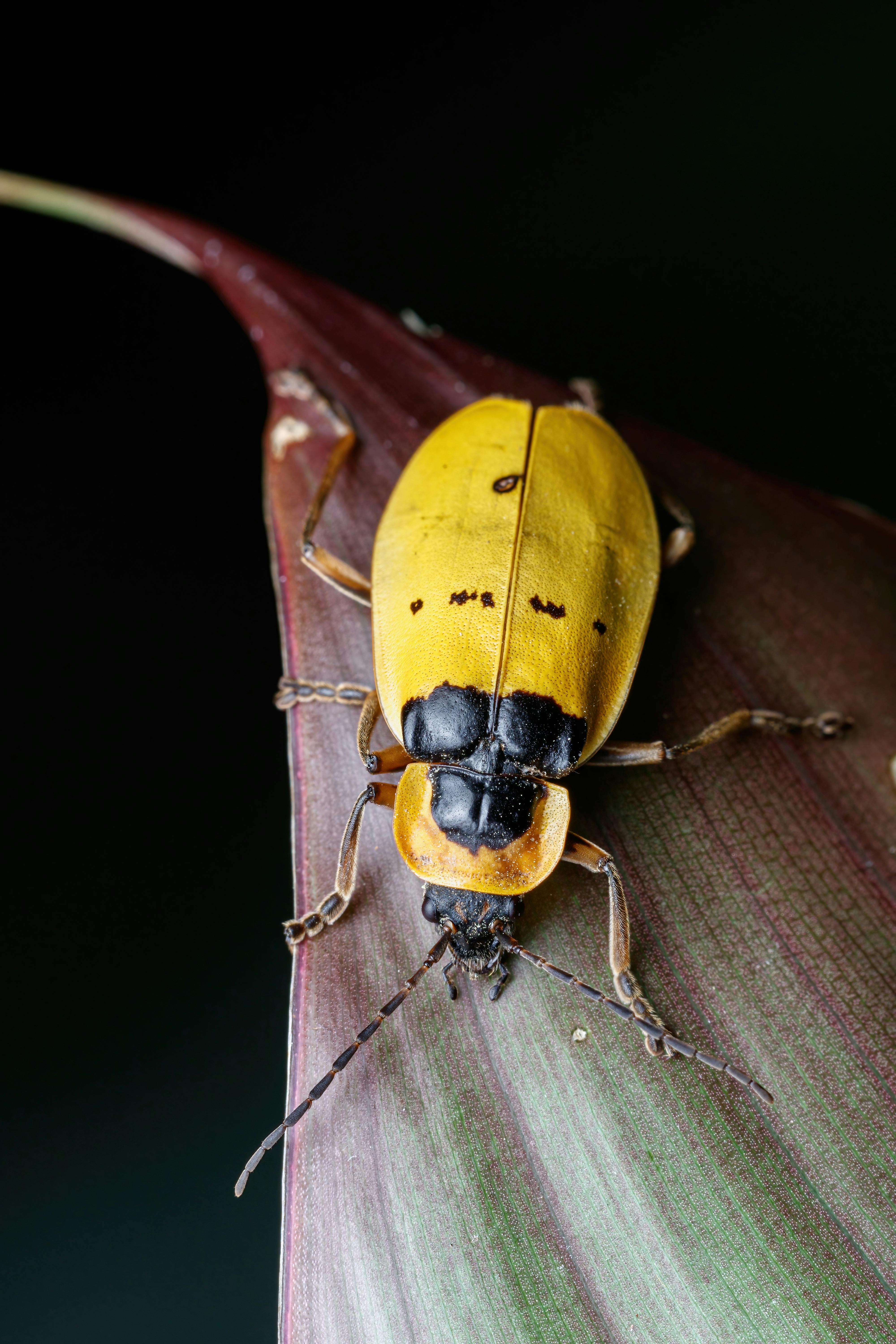 Yellow Bug on a Leaf · Free Stock Photo