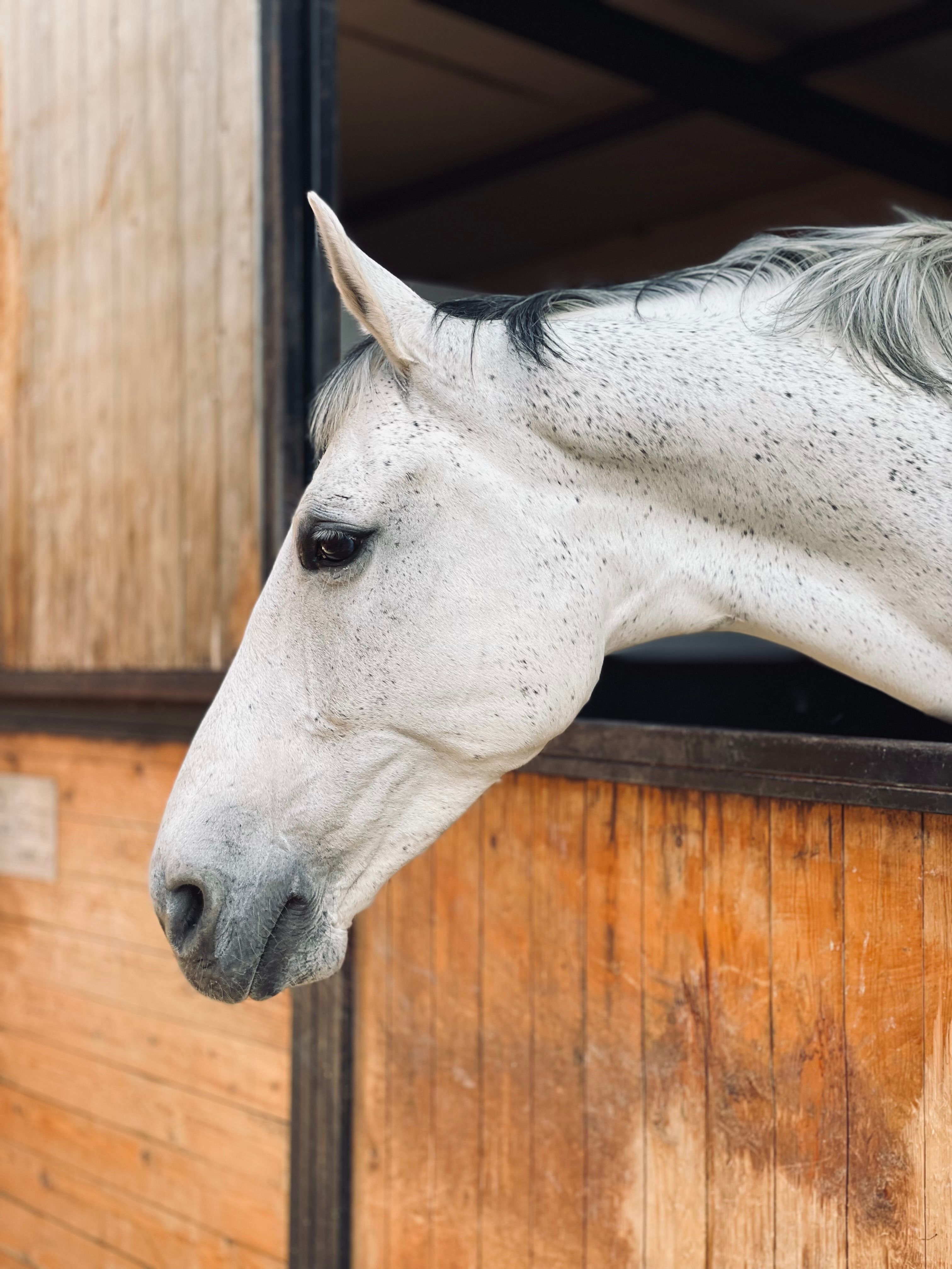 Horse Stable Outdoor Photos, Download The BEST Free Horse Stable ...