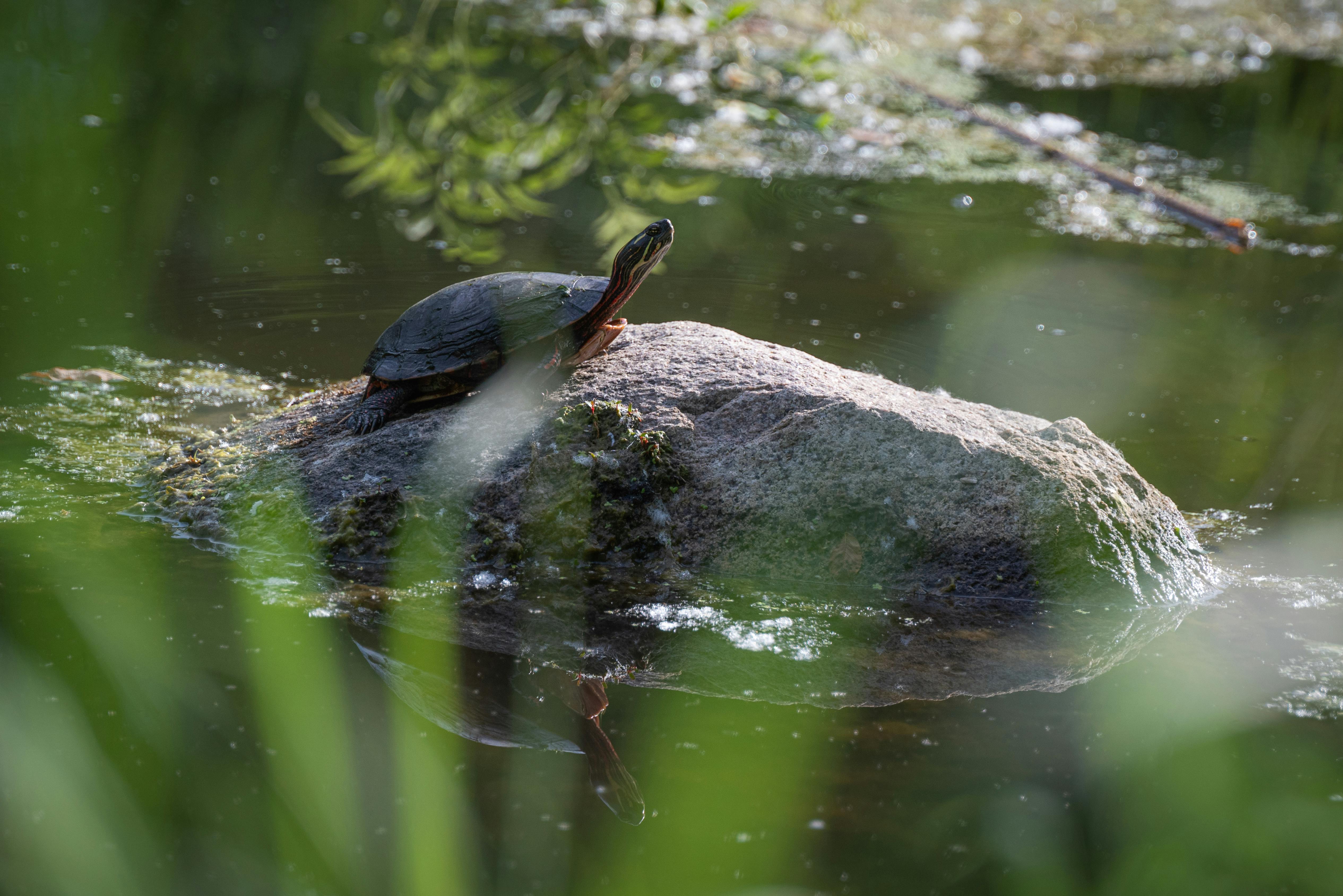 Turtle on Rock on Lake · Free Stock Photo