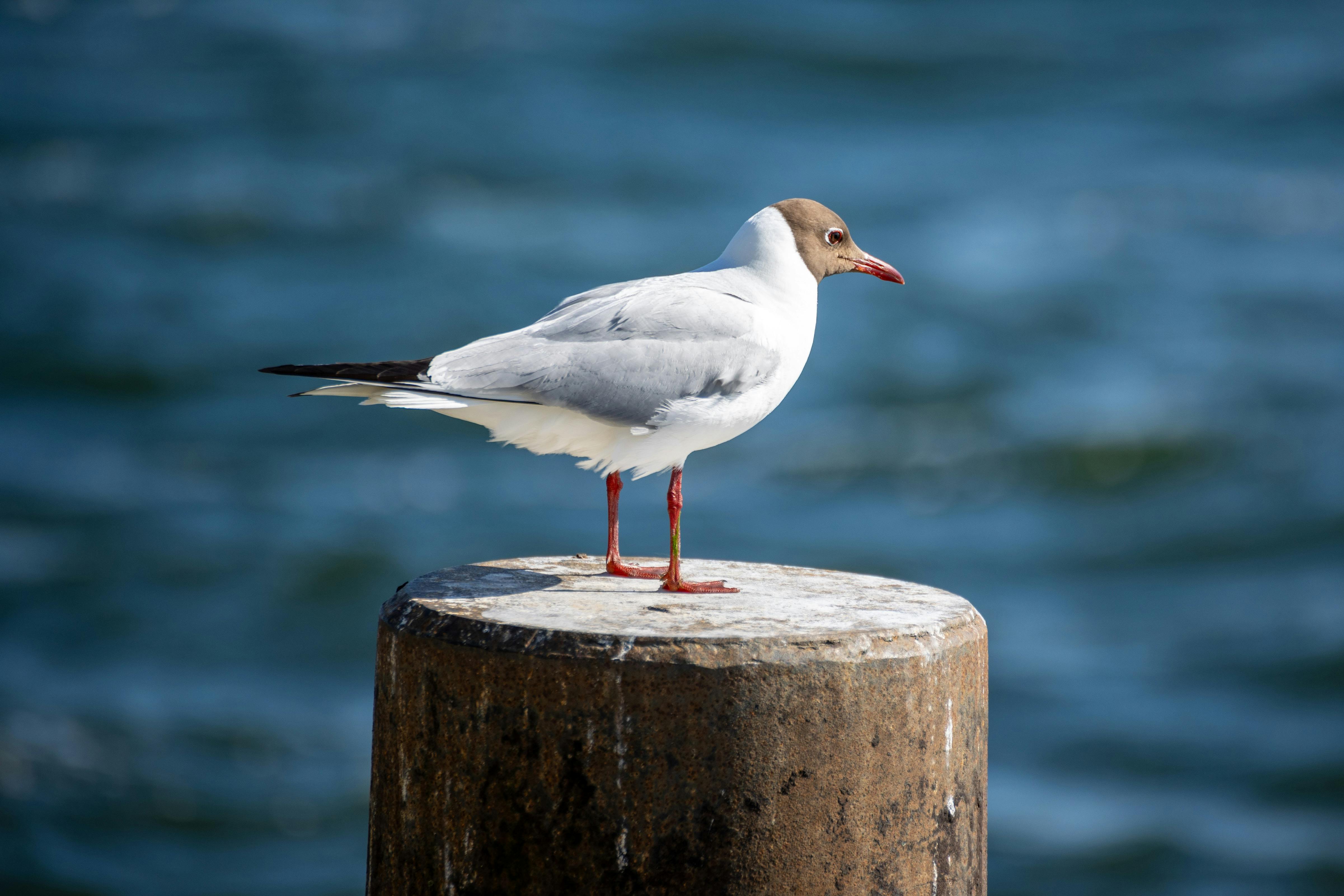 Bird Muscle Photos, Download The BEST Free Bird Muscle Stock Photos ...