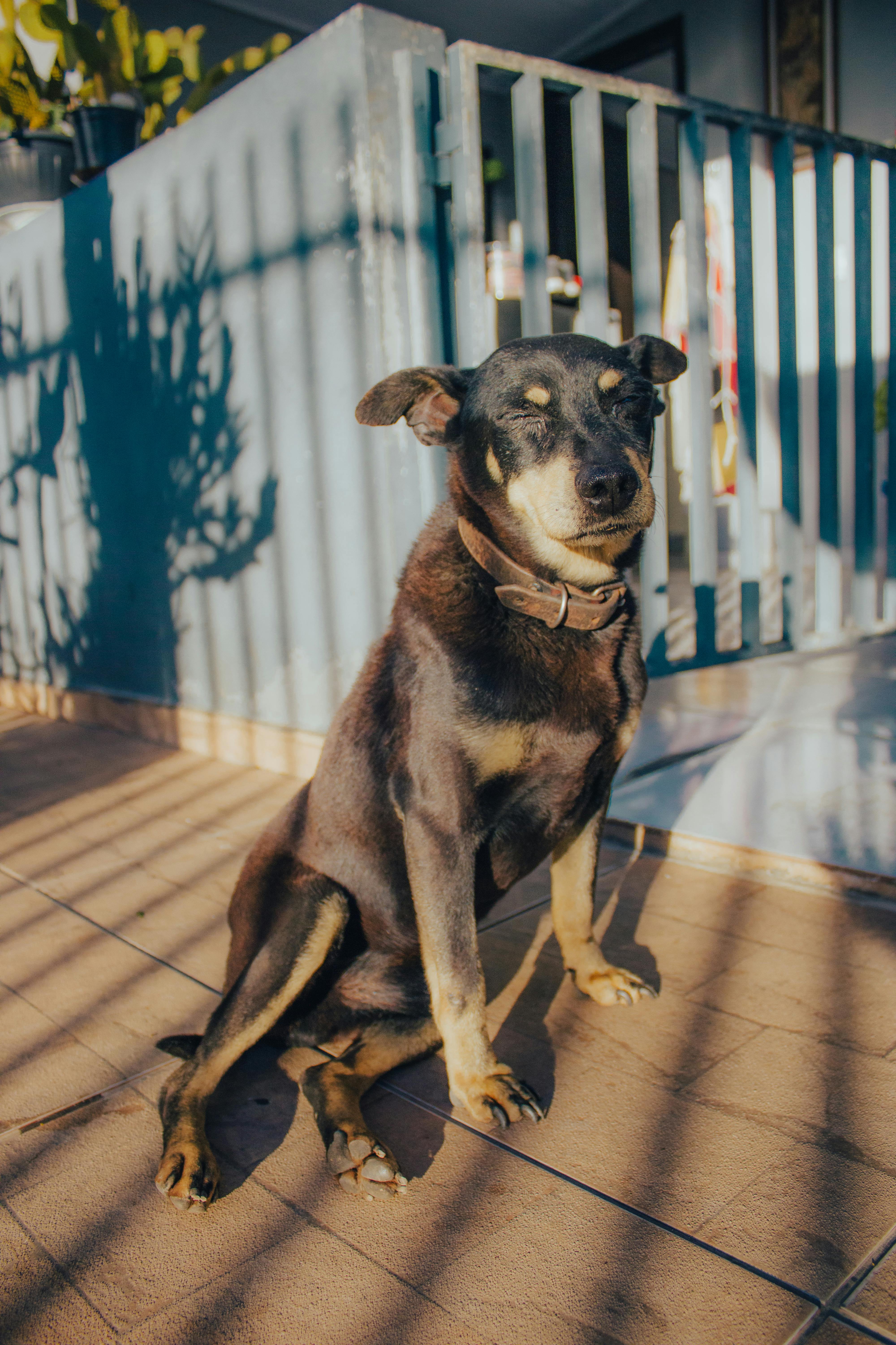 Australian Kelpie Dog Sitting · Free Stock Photo
