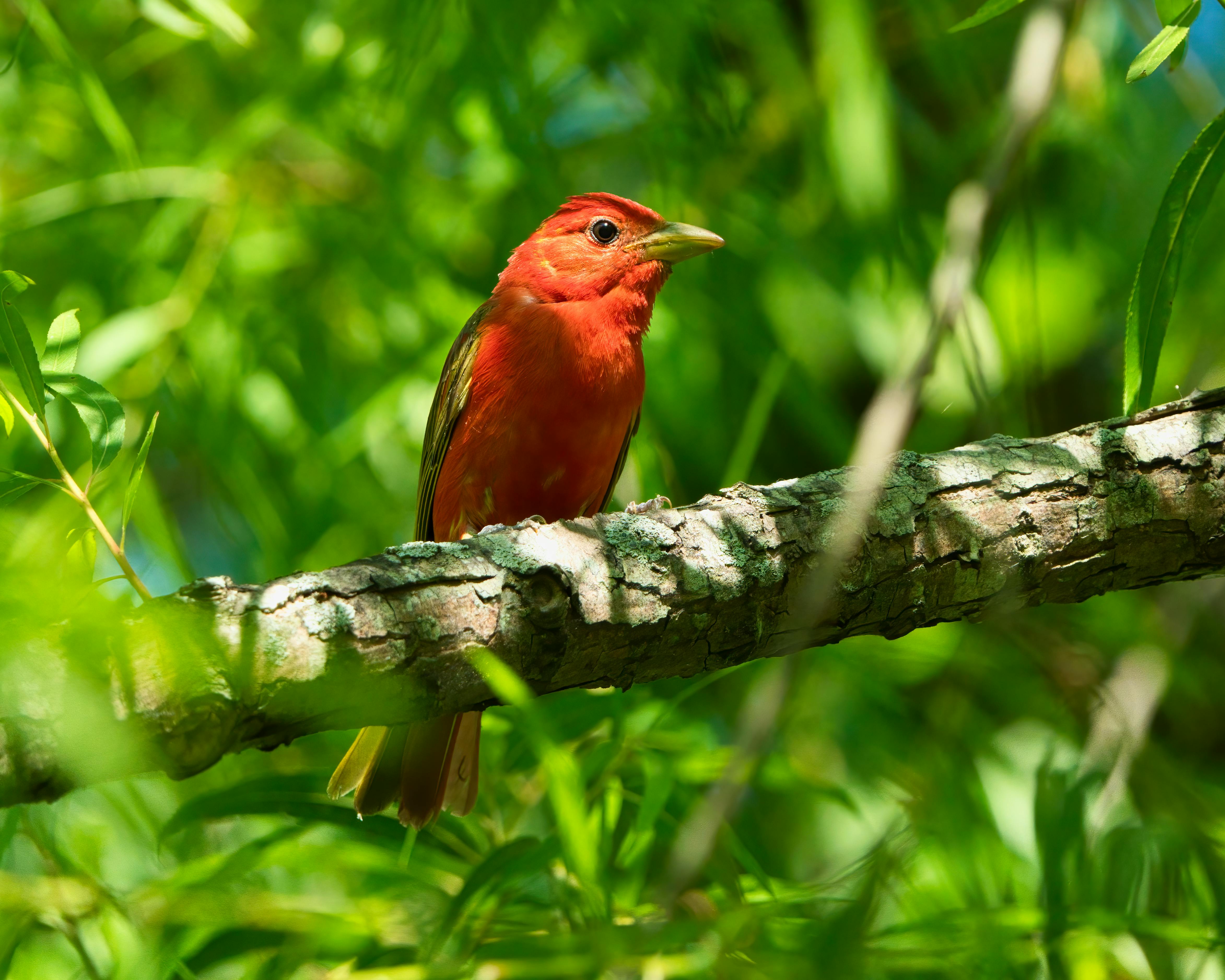 Northern Tanager Bird in Nature · Free Stock Photo