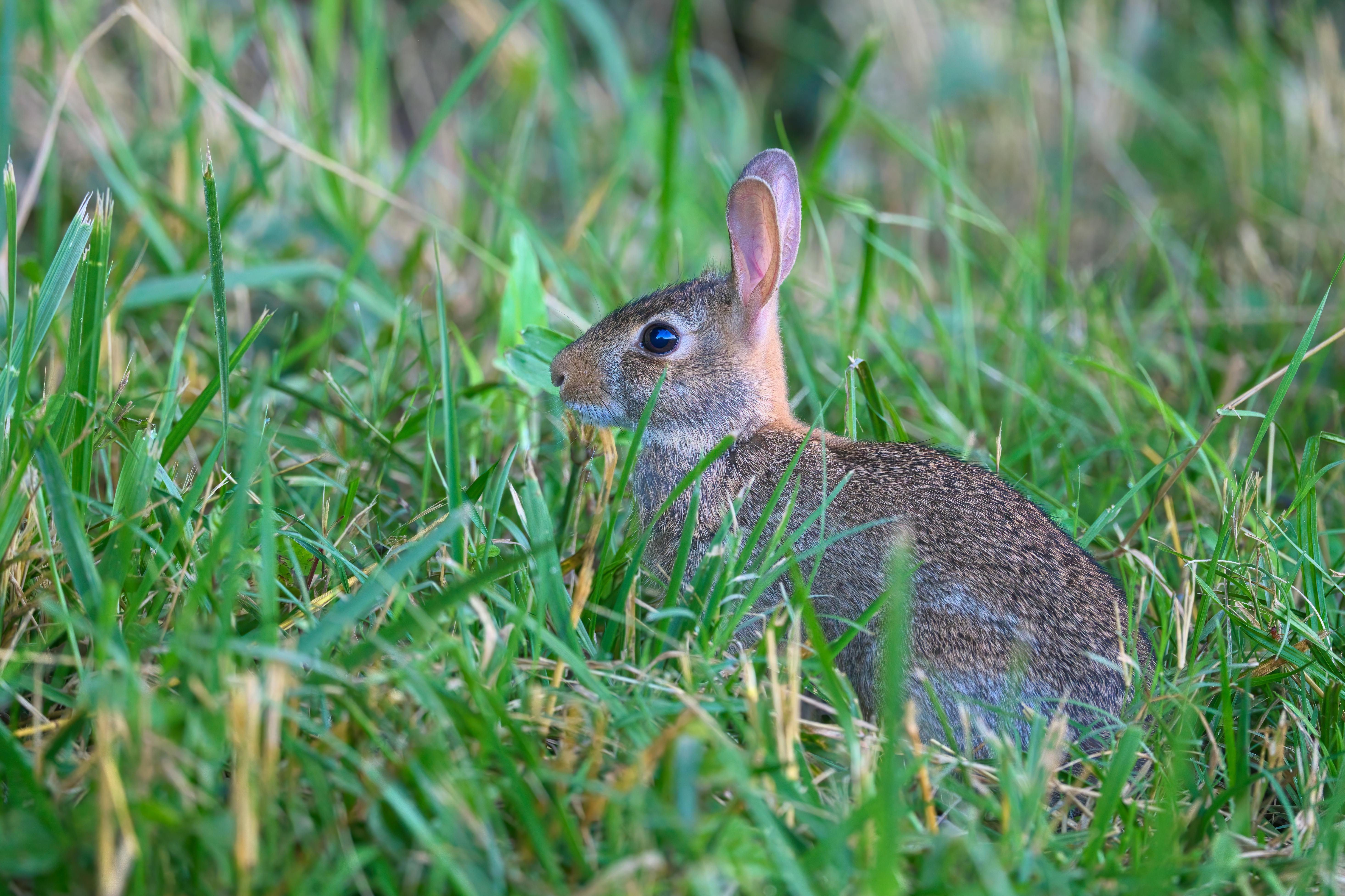 Rabbit in Grass · Free Stock Photo