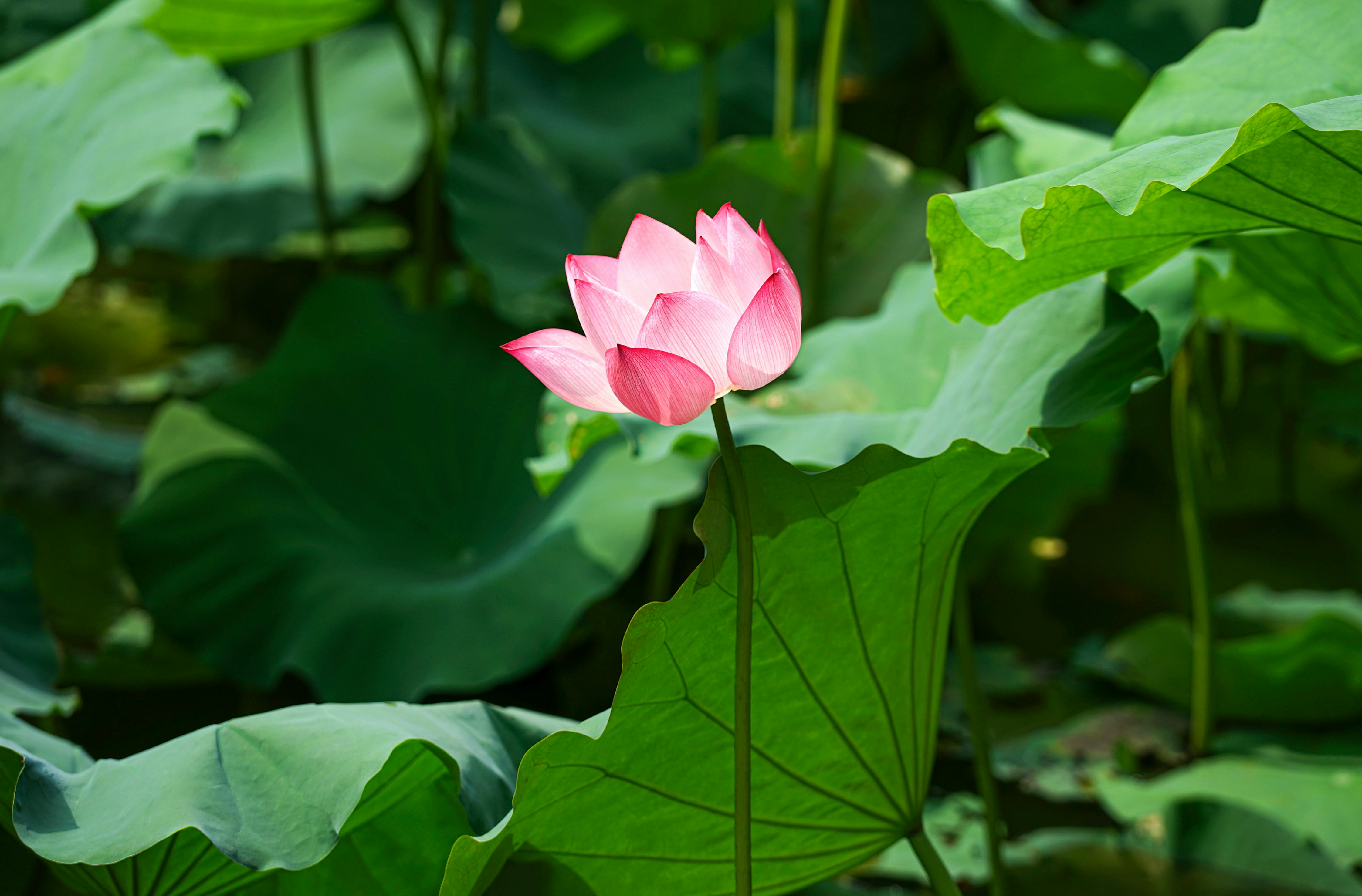 Single Flower Lotus Photos, Download The BEST Free Single Flower Lotus ...