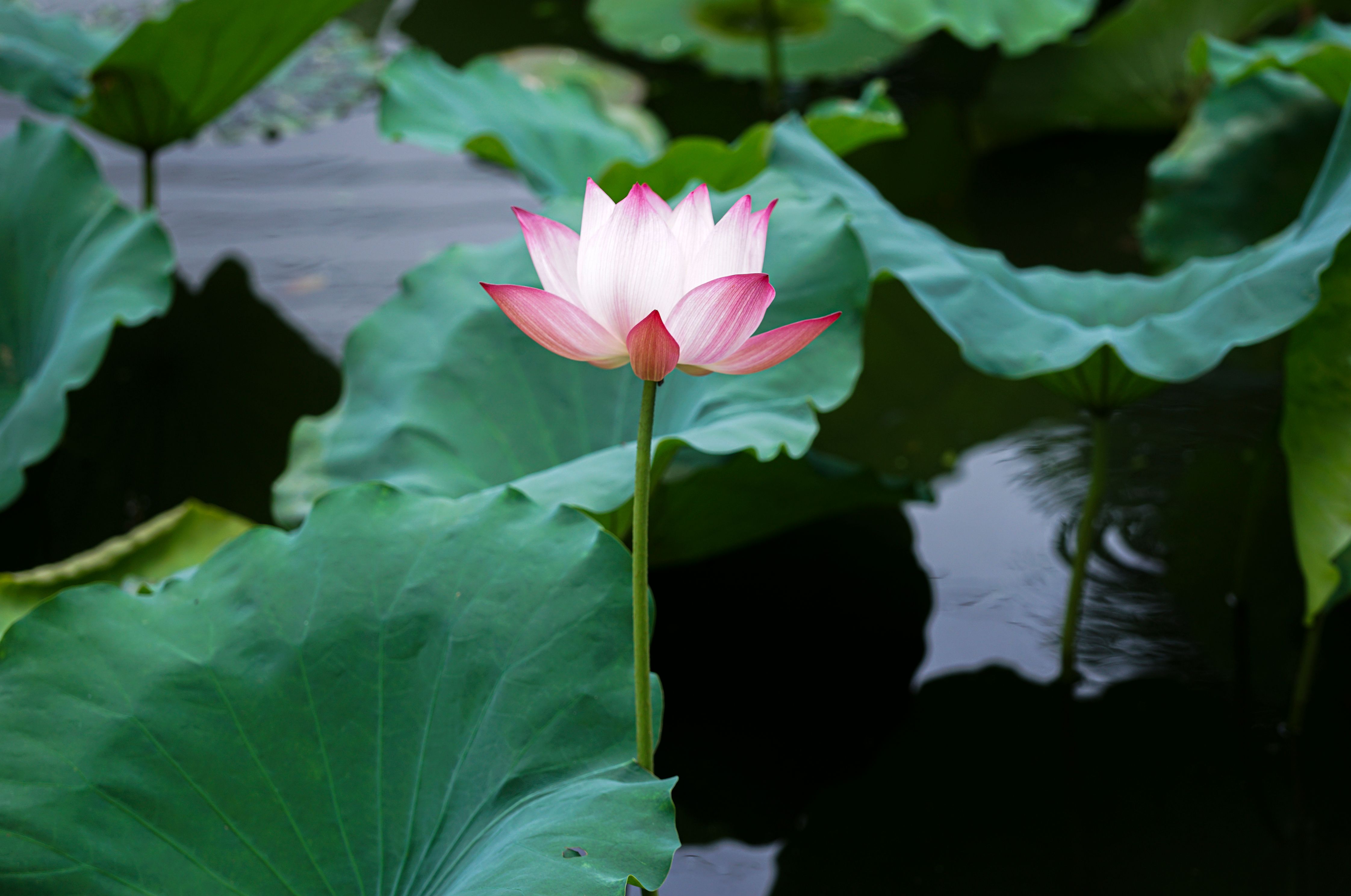 Red Flowering Lotus · Free Stock Photo