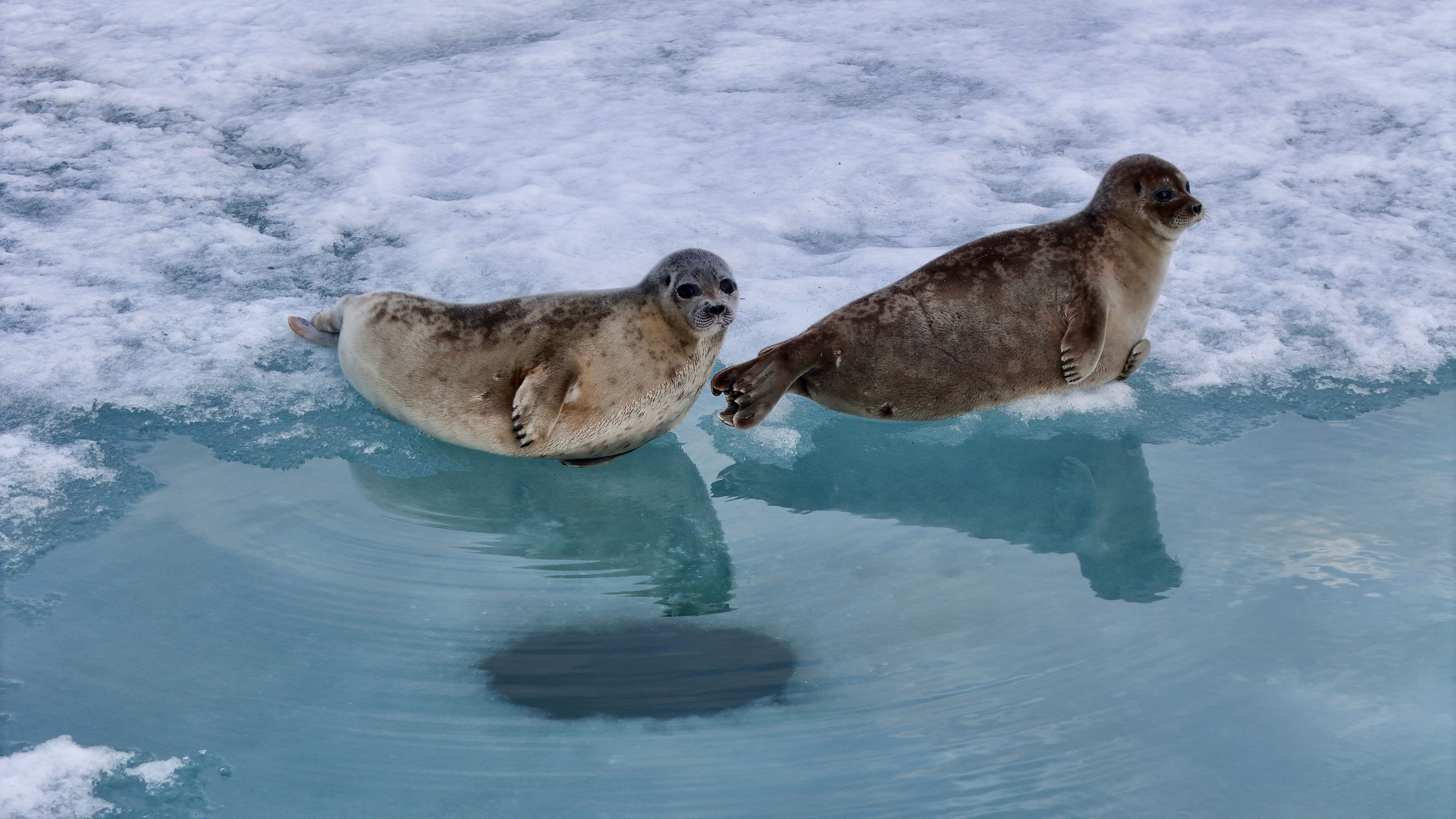 Seals on Sea Shore in Winter · Free Stock Photo