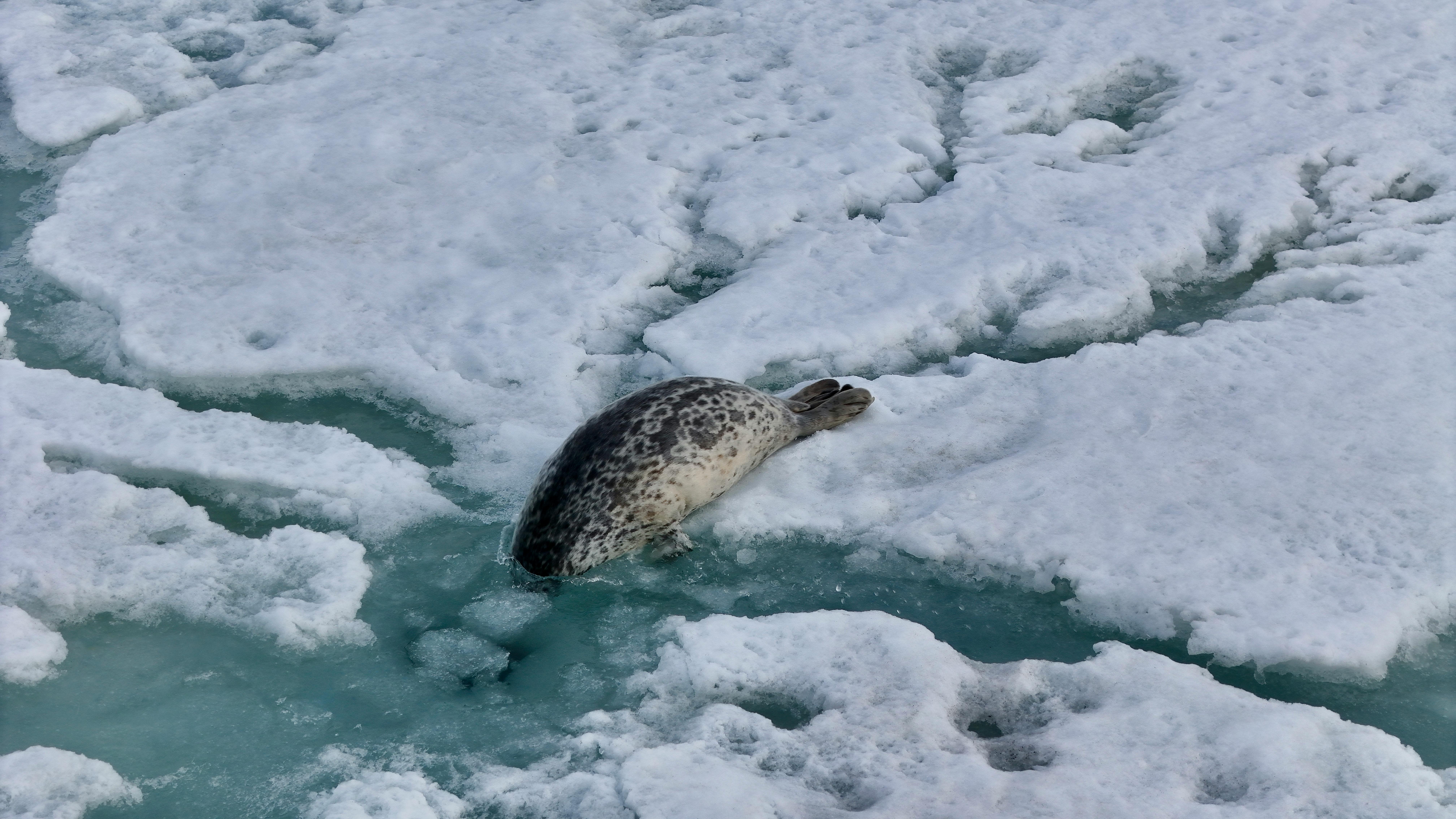 Seal on Snow on Sea Shore · Free Stock Photo