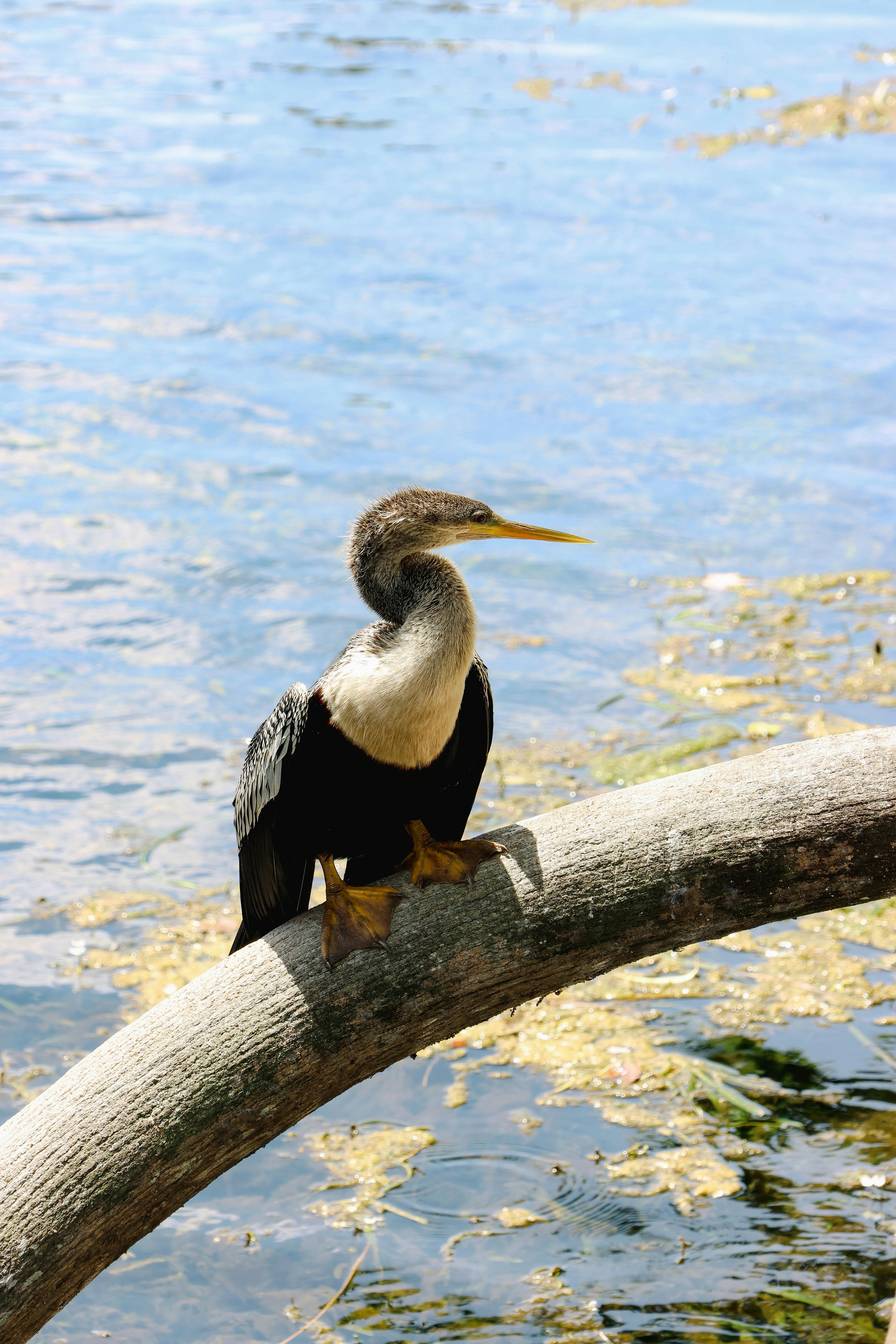 Animal Pics Photos, Download The BEST Free Animal Pics Stock Photos ...