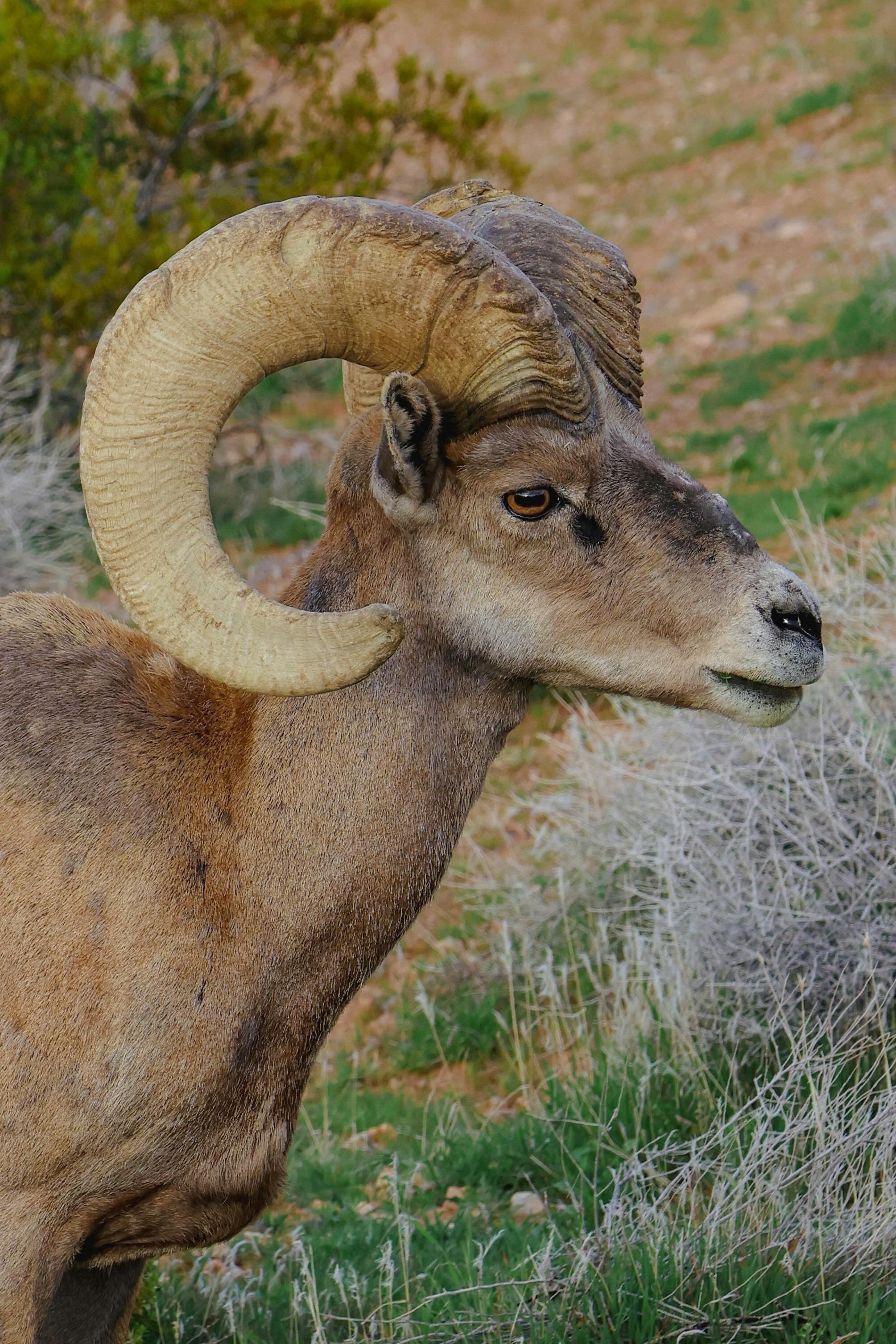 Sierra Nevada Bighorn Sheep · Free Stock Photo