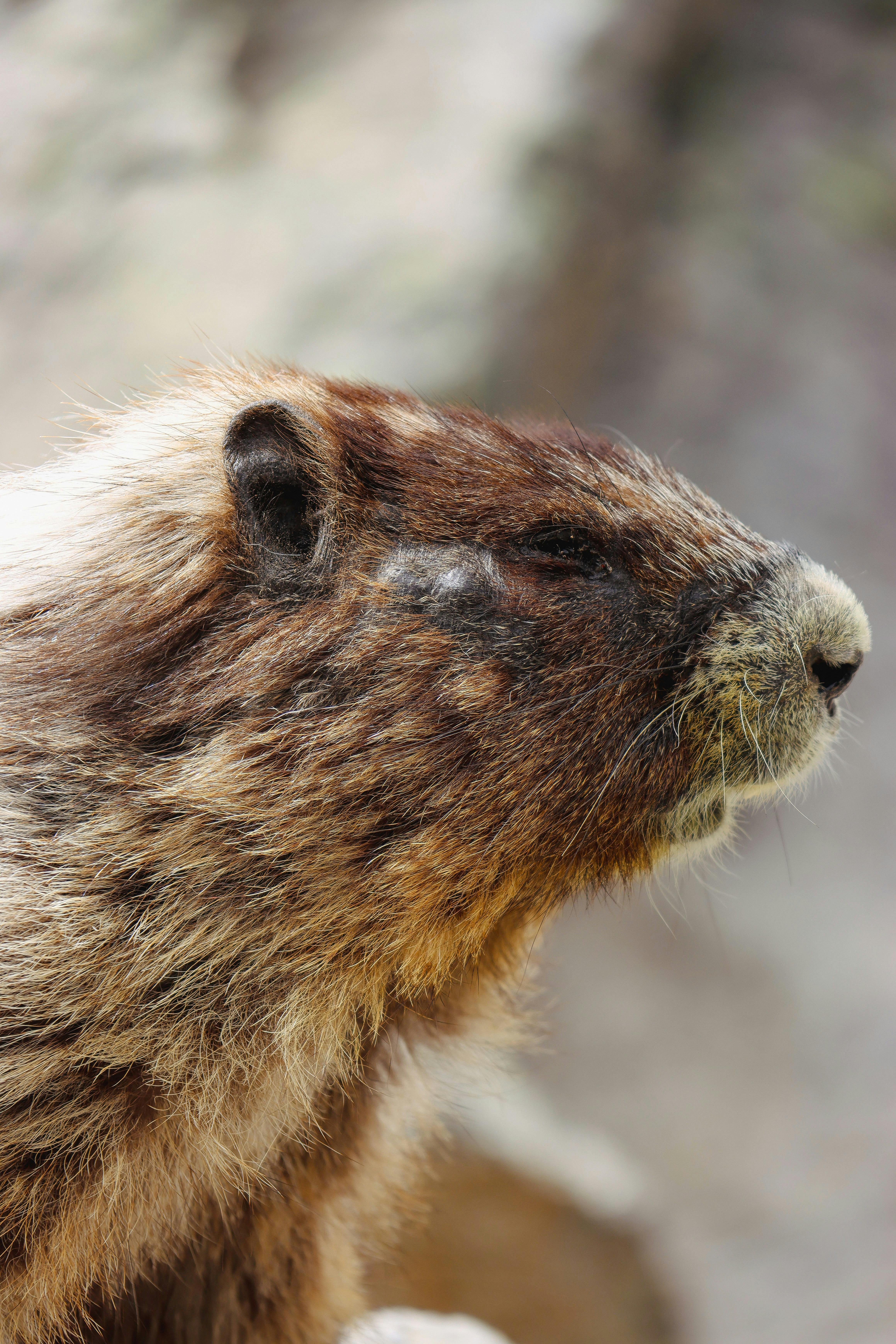 Portrait of Woodchuck · Free Stock Photo