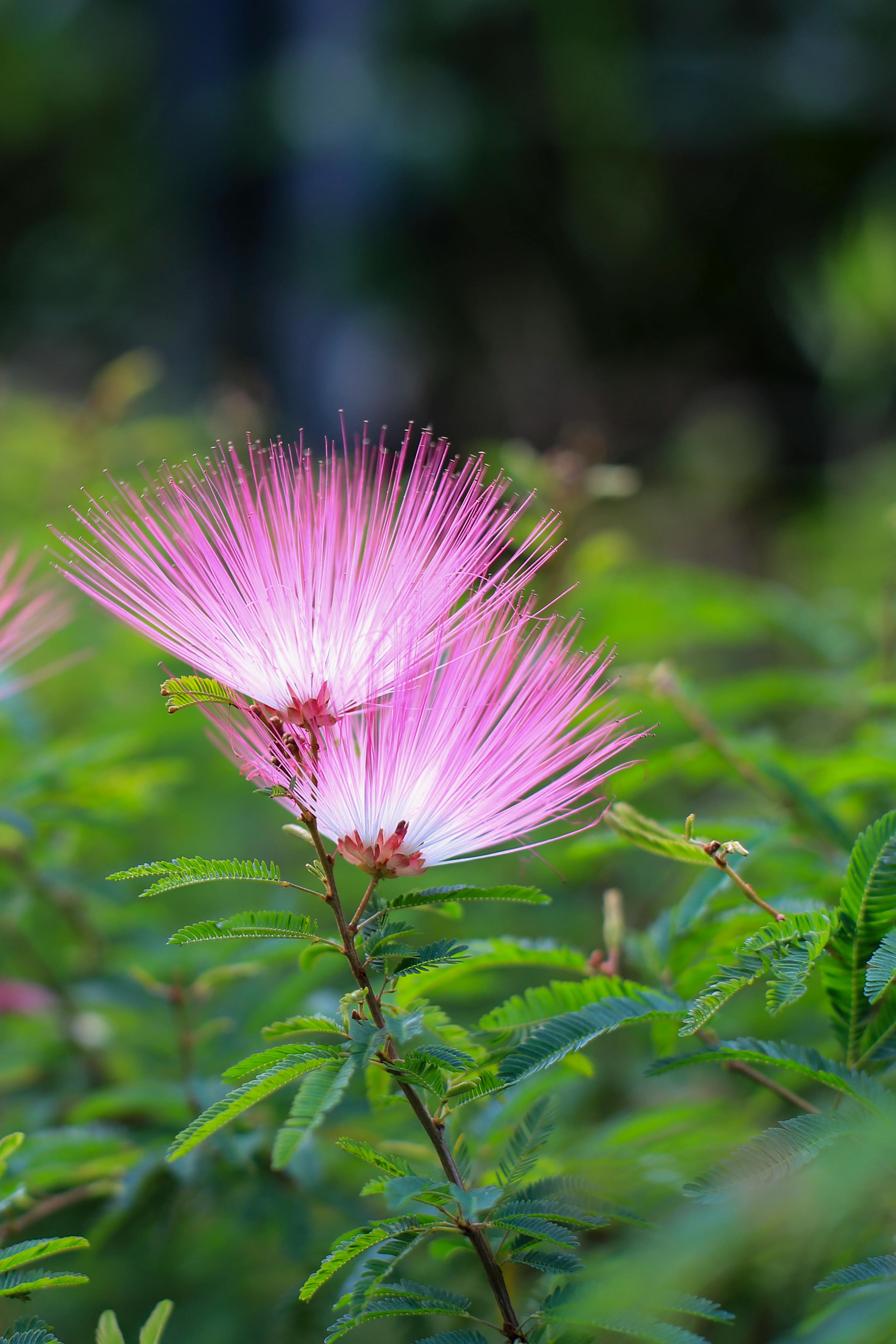 Pink Calliandra Harrisii Flowers · Free Stock Photo