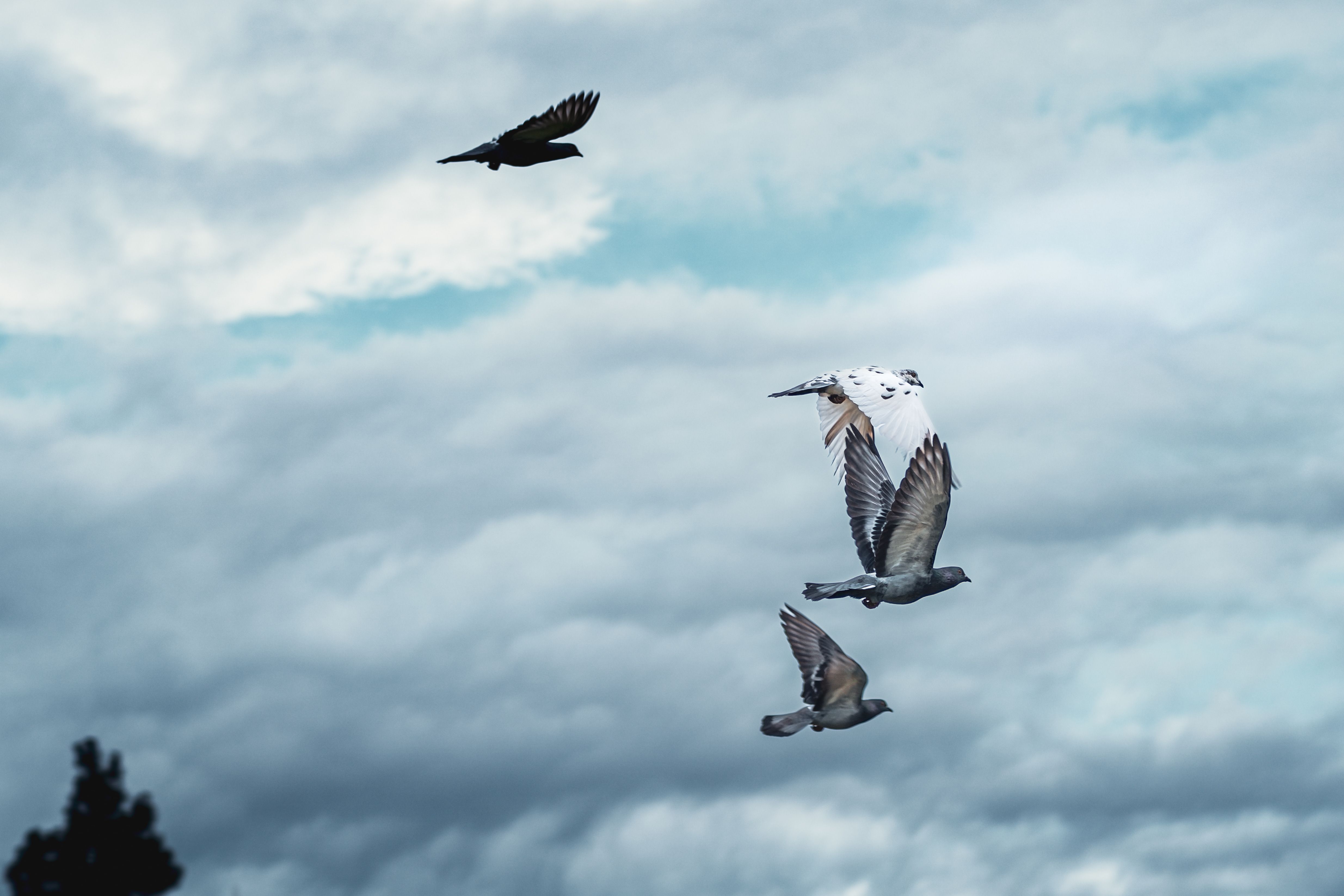 Pigeons Flying under Cloud · Free Stock Photo