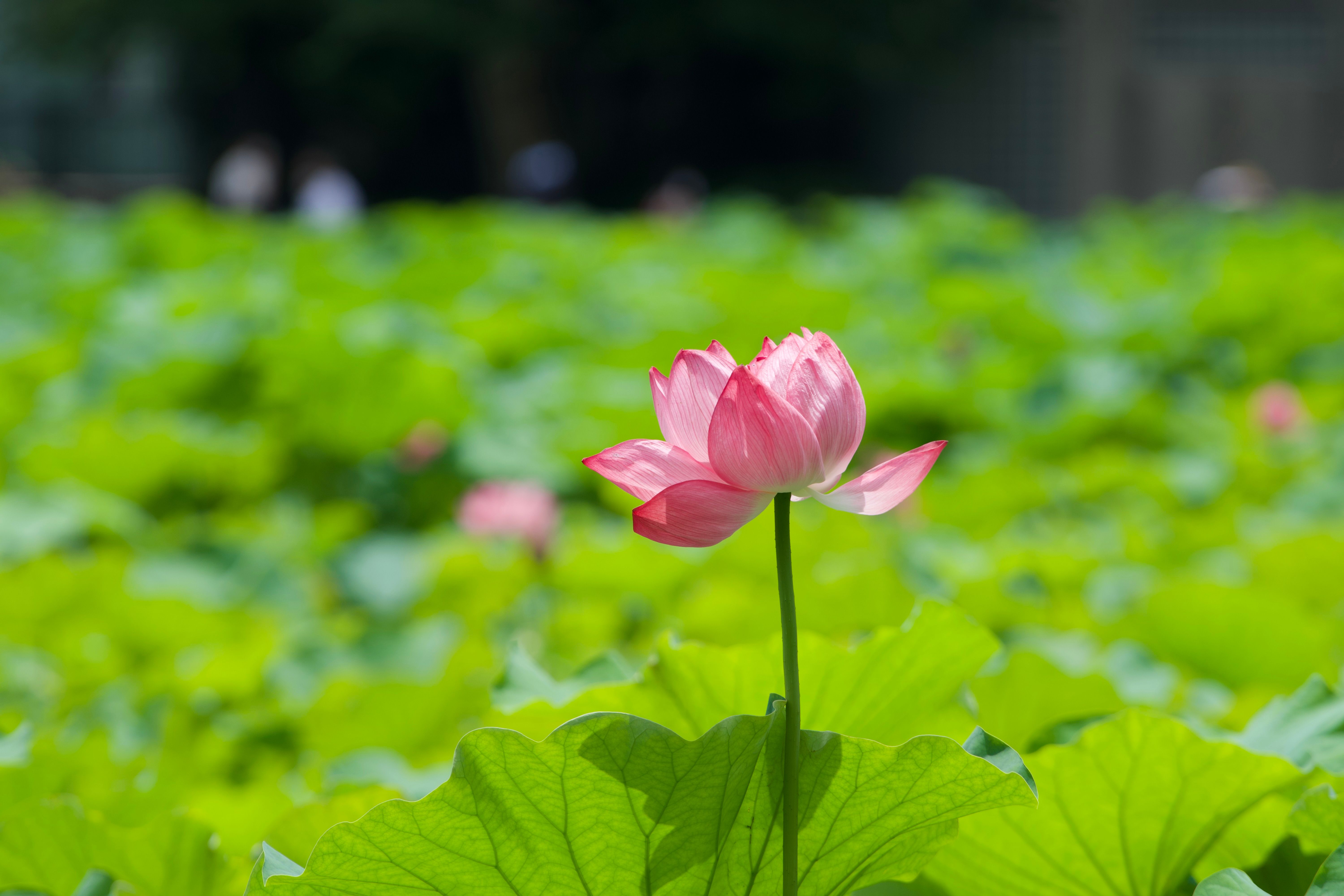 Lotus Backdrop Photos, Download The BEST Free Lotus Backdrop Stock ...