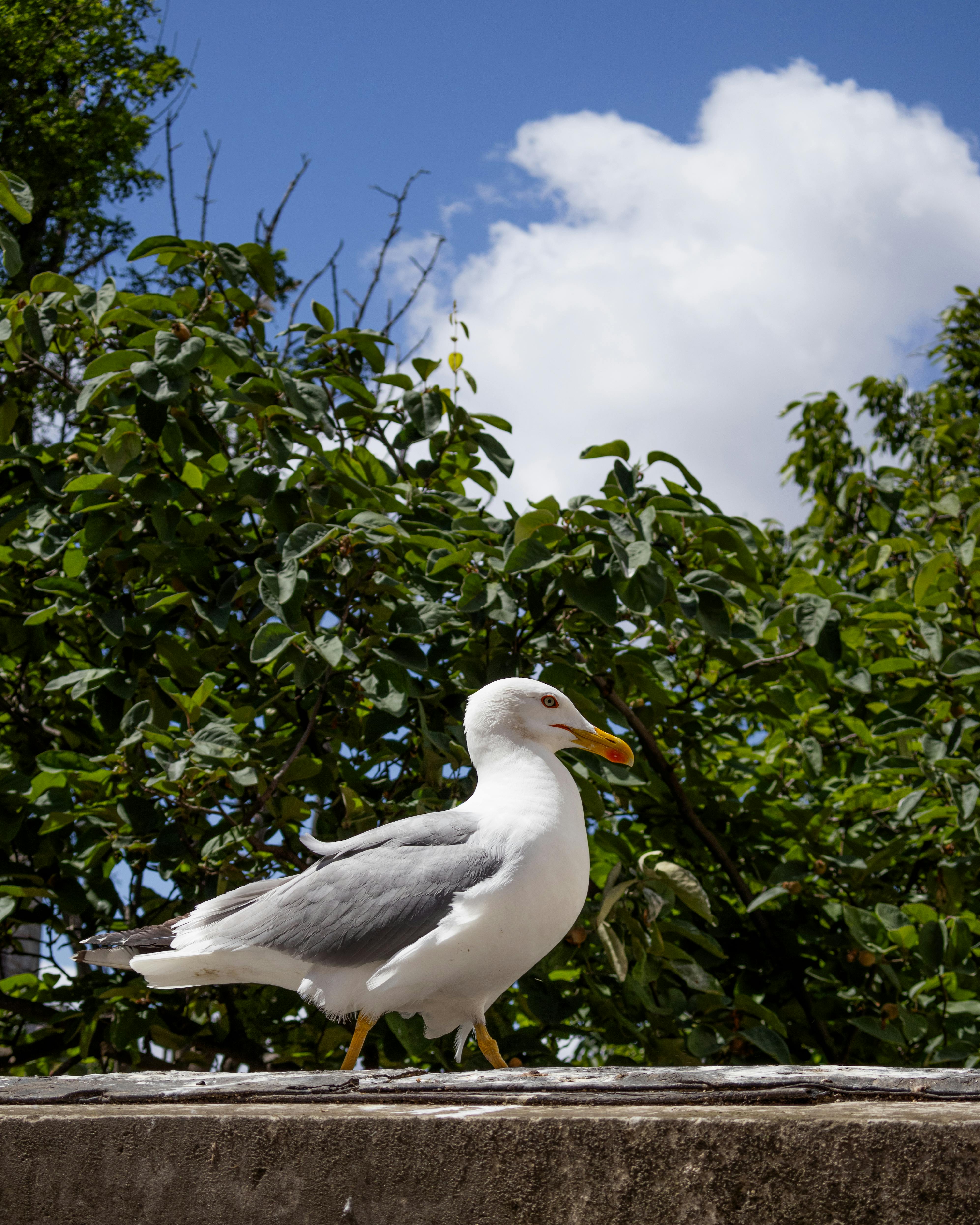 Ücretsiz ağaçlar, bird, deniz kuşu, dikey atış, duvar, duvarlar, gün ...