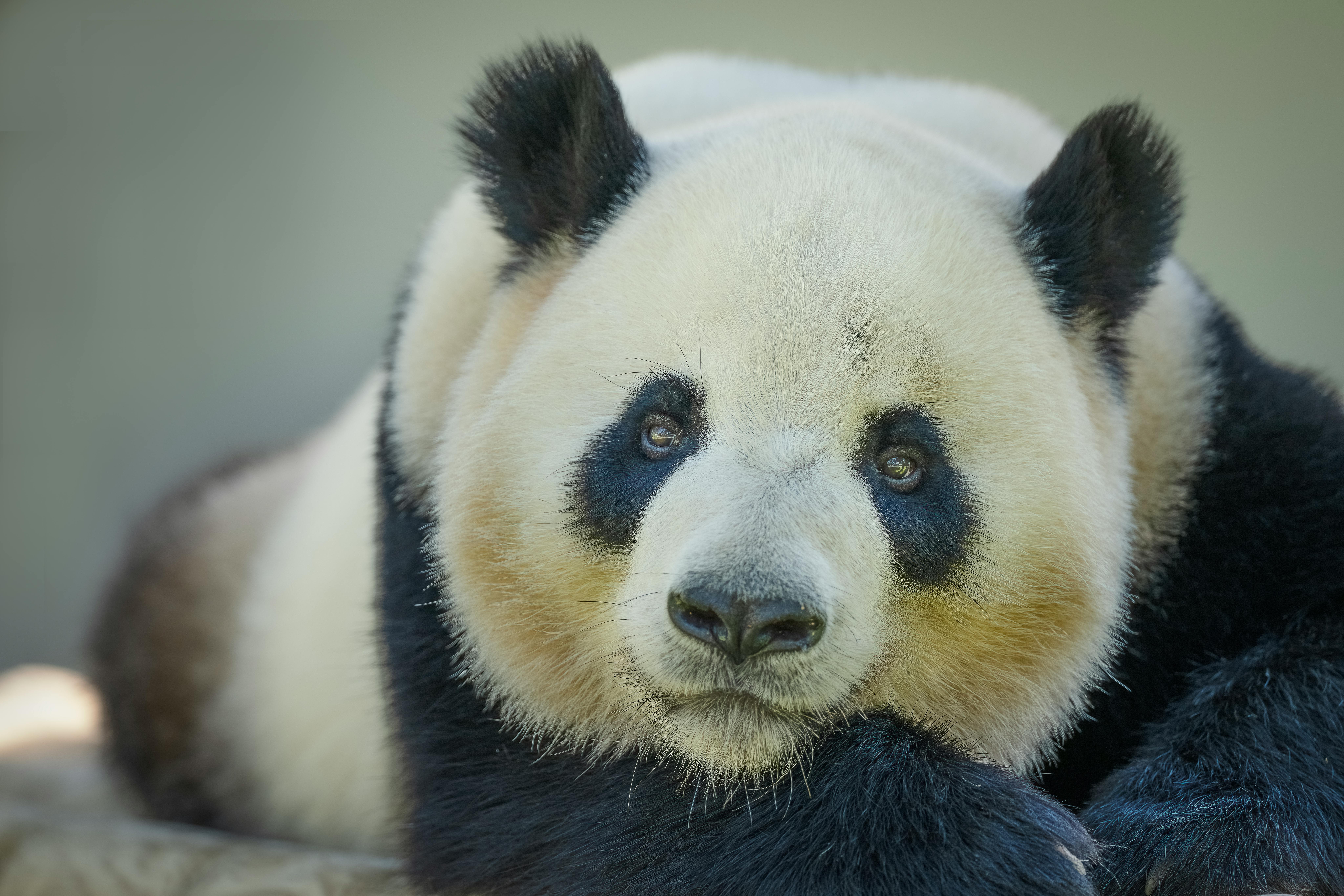 Selective Focus of Panda · Free Stock Photo