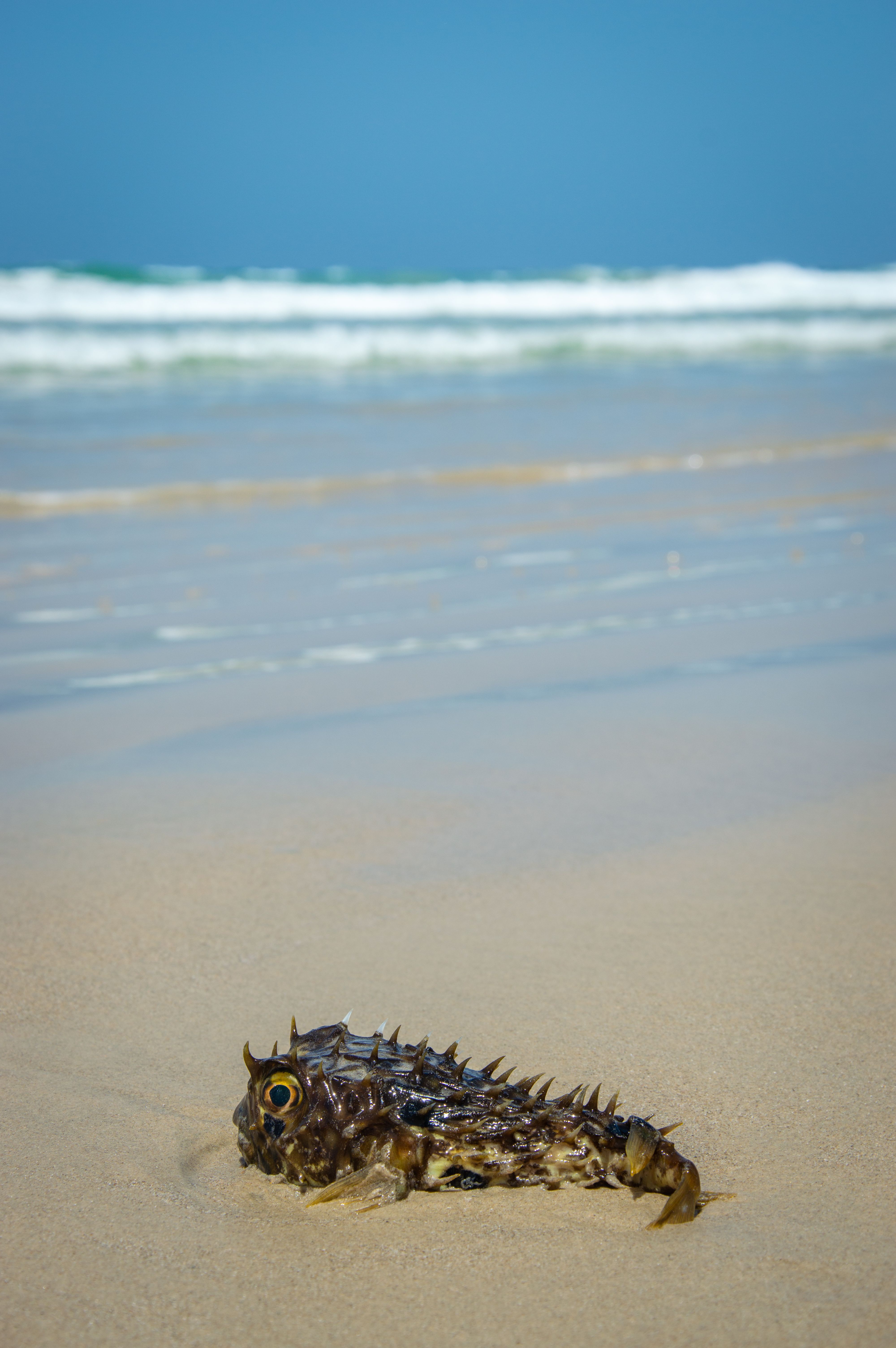 Spiked Fish Photos, Download The BEST Free Spiked Fish Stock Photos ...