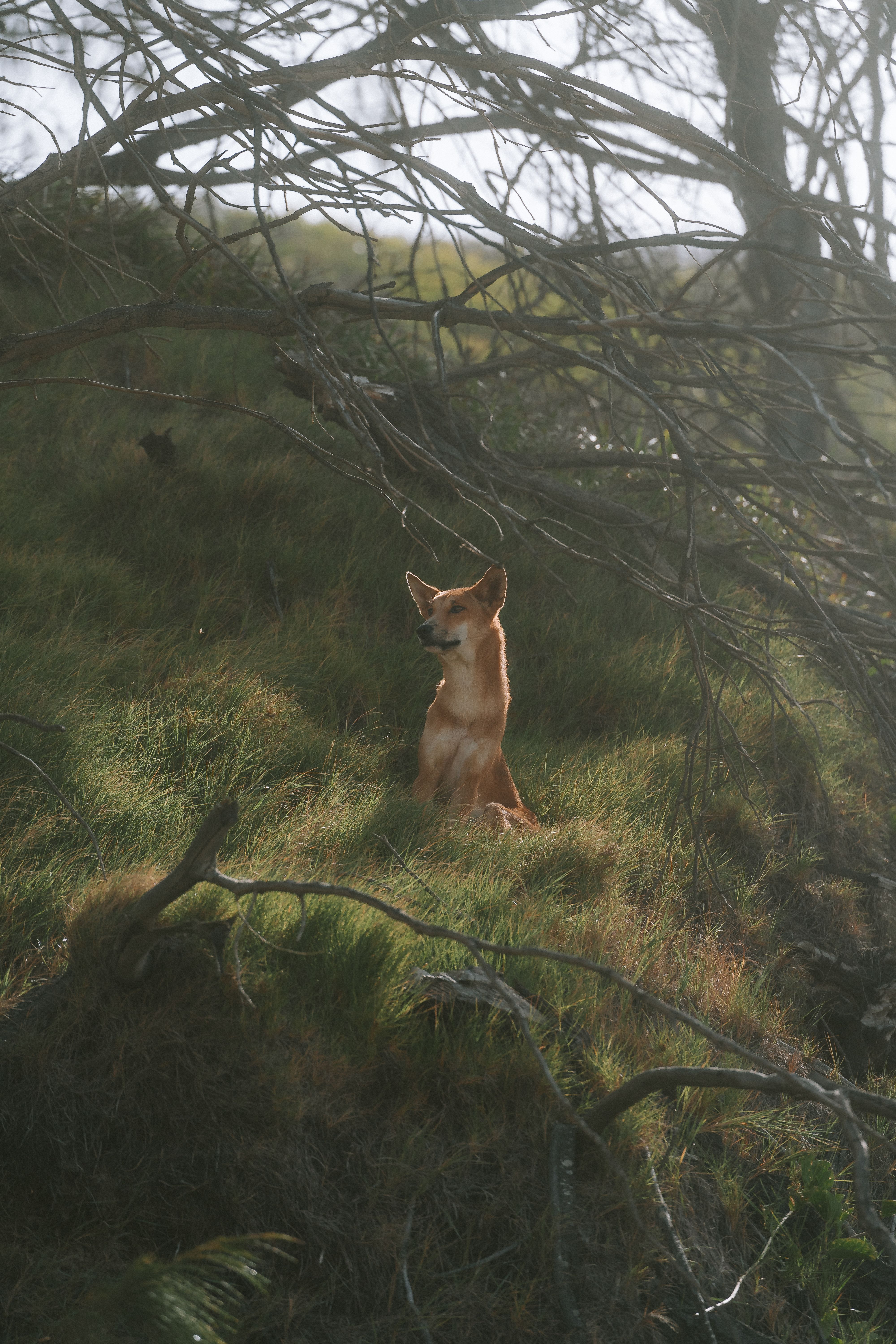 Dingo Dog Sitting on Grass · Free Stock Photo