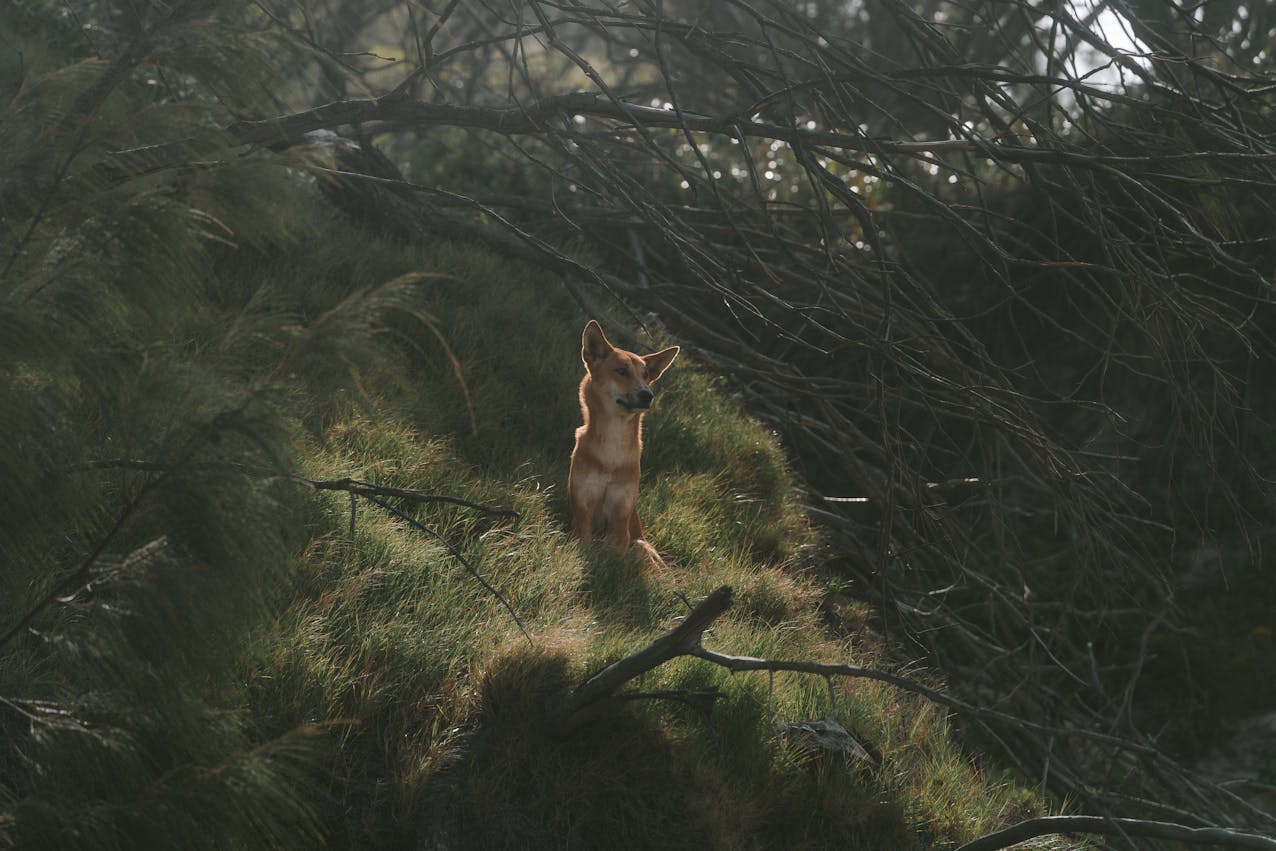 Australian Dingo: Facts, Habitat, and Behavior Insights