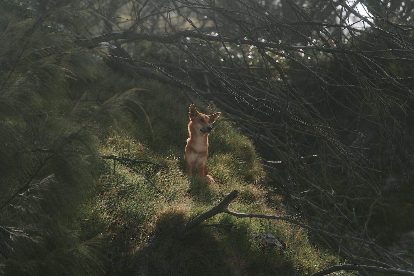 Australian Dingo: Facts, Habitat, and Behavior Insights