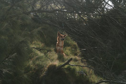 Australian Dingo: Facts, Habitat, and Behavior Insights