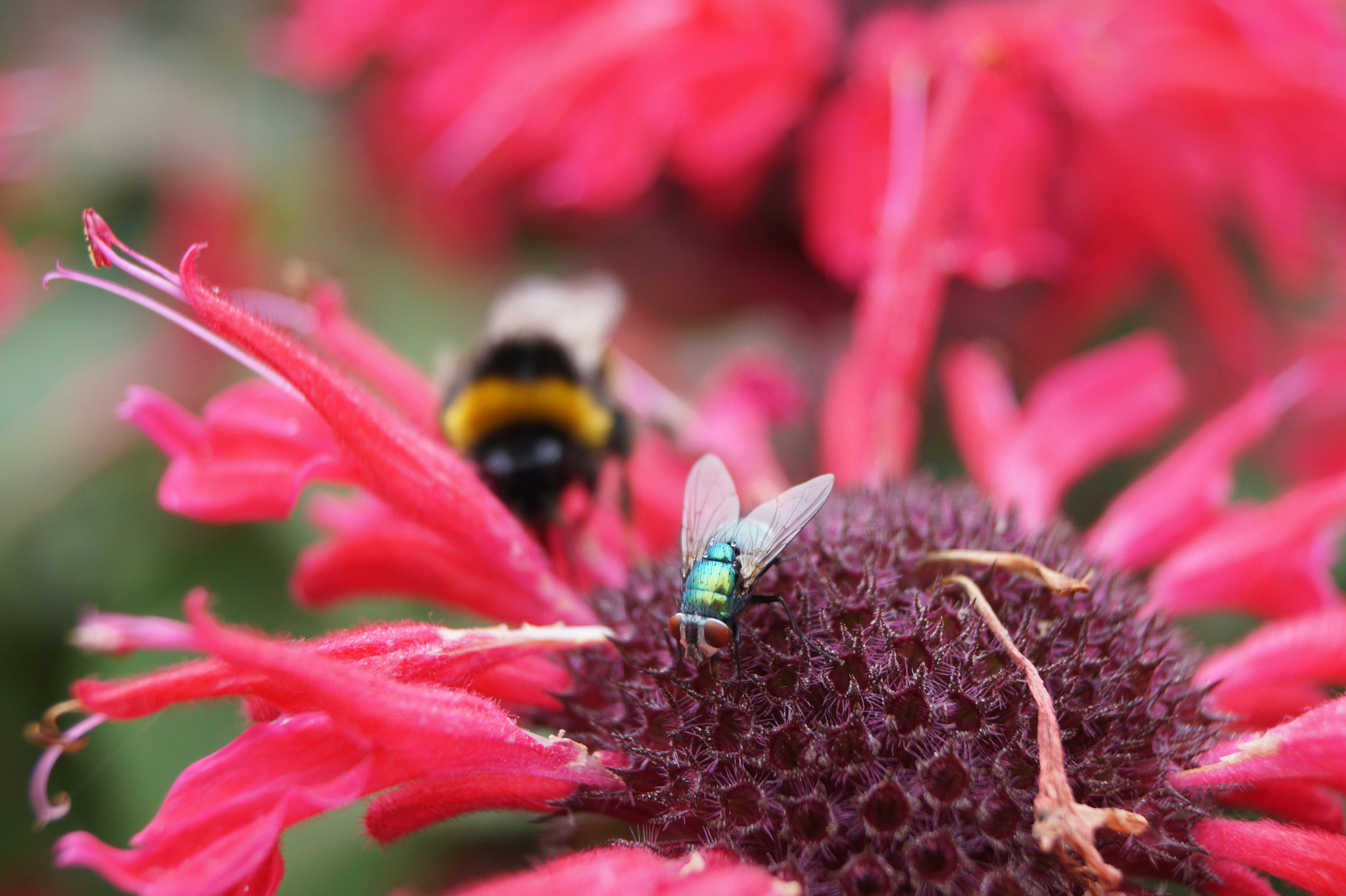 Free stock photo of flowering, fly