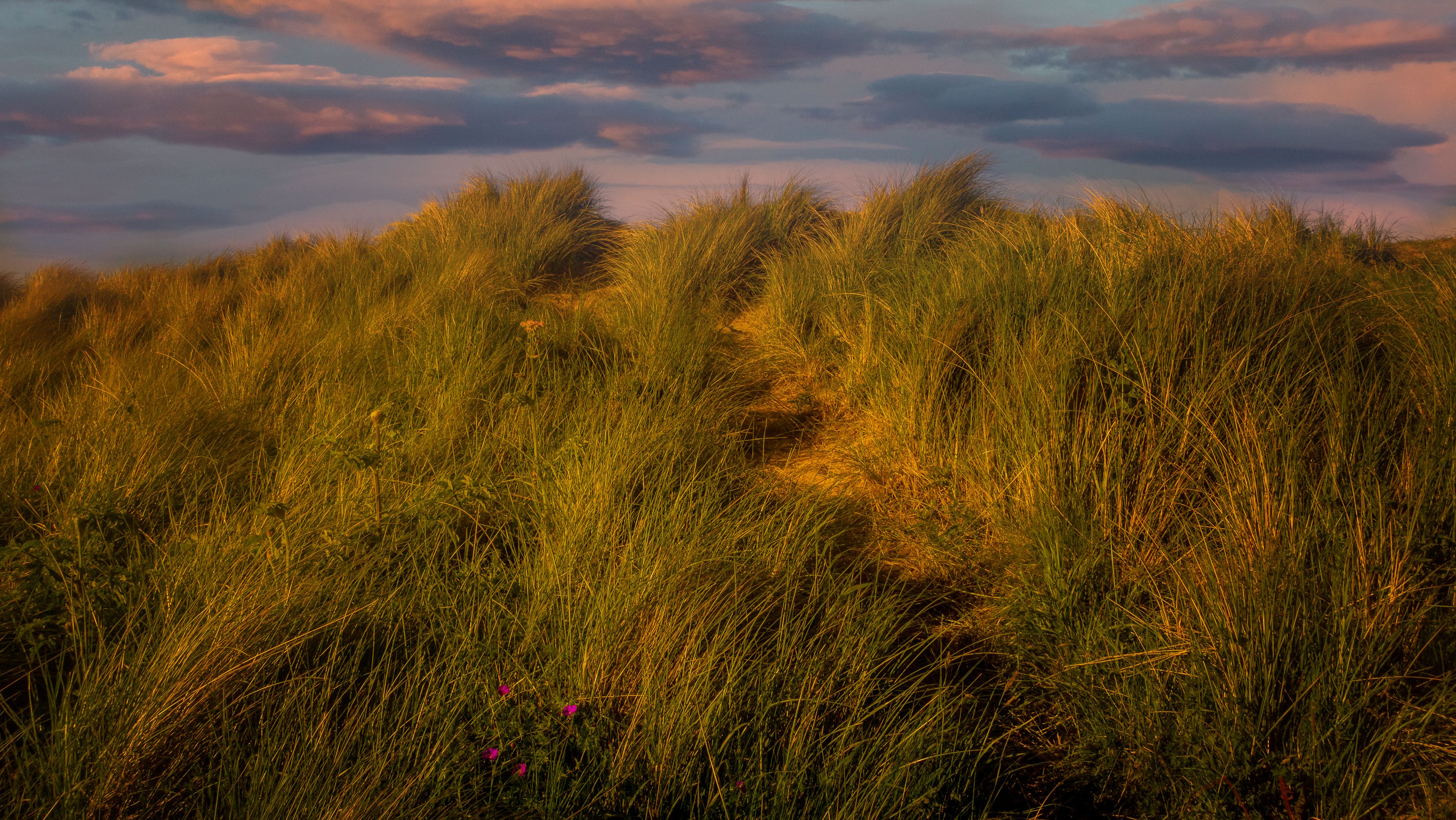 Grass on Field at Dusk · Free Stock Photo