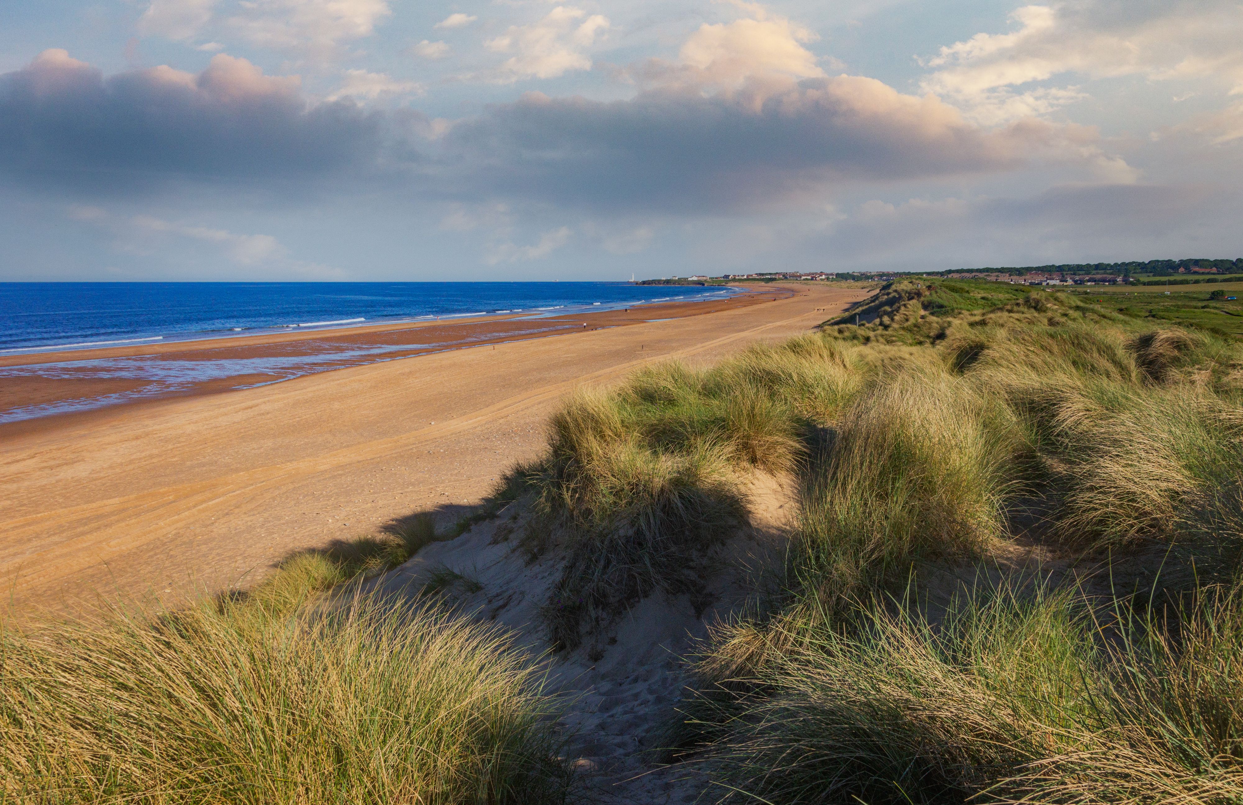 Weeds and Beach on Sea Coast · Free Stock Photo