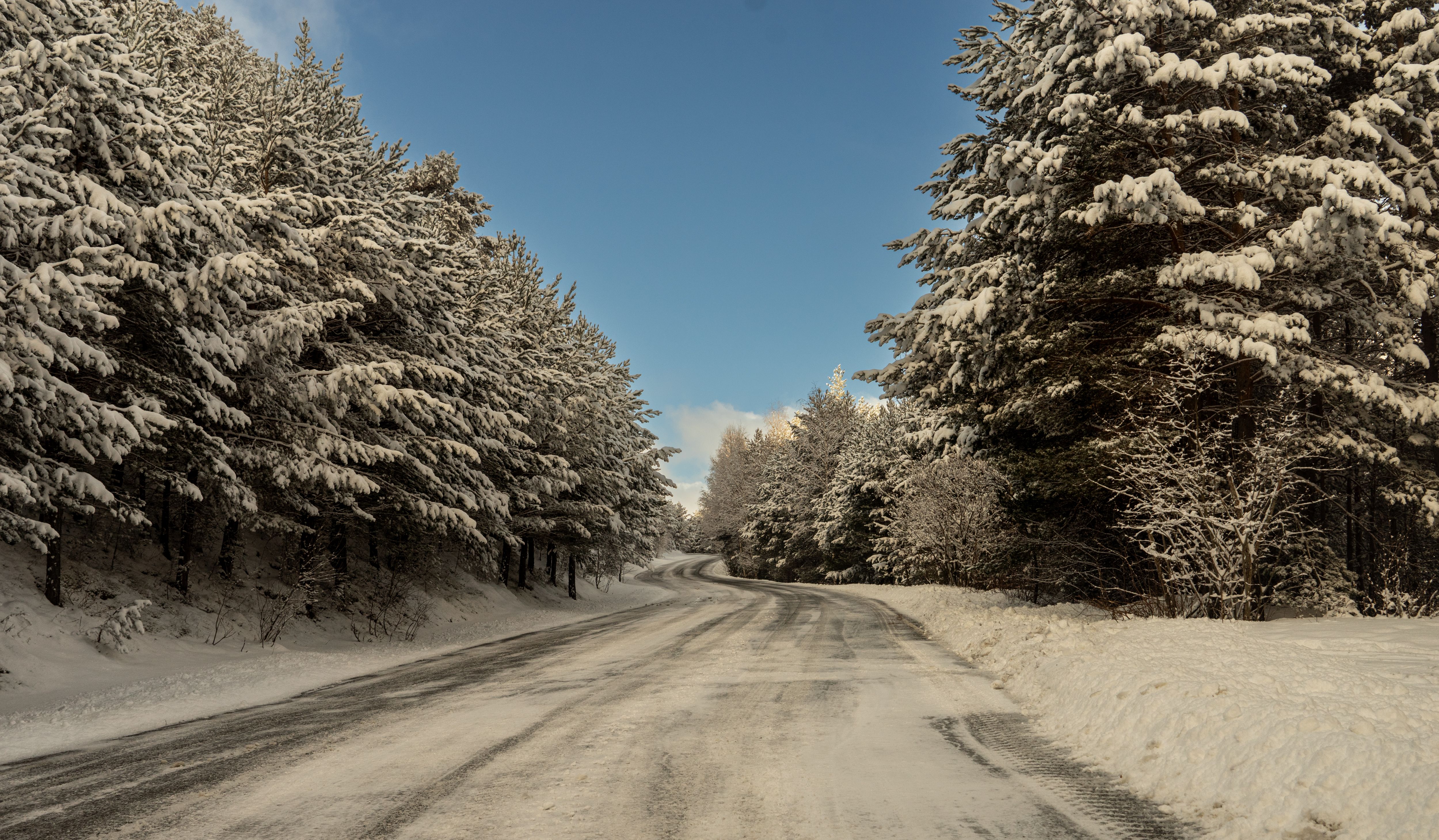 White Wallaper With Trees Photos, Download The BEST Free White Wallaper ...