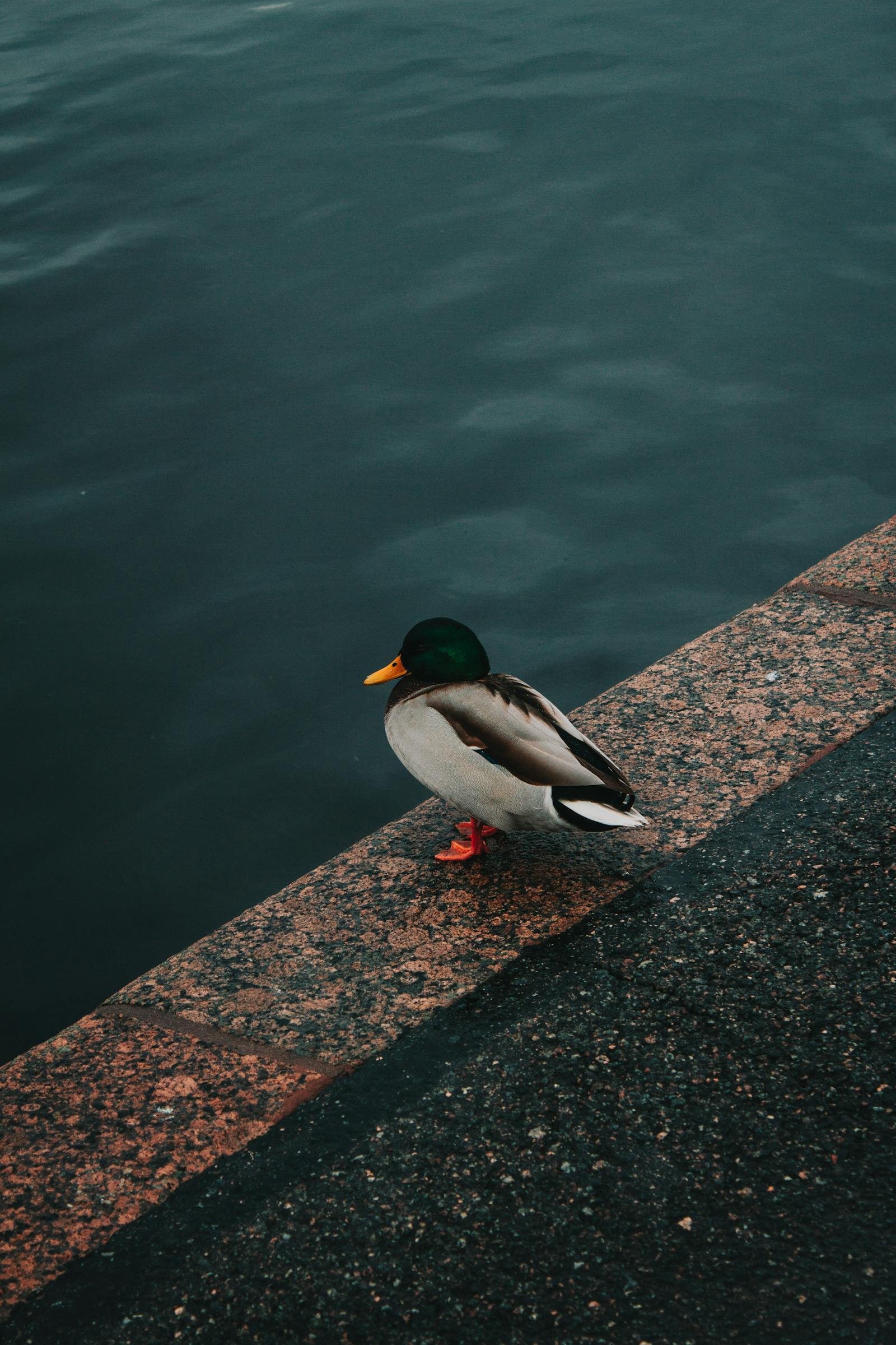 Drake Photos, Download The BEST Free Drake Stock Photos & HD Images