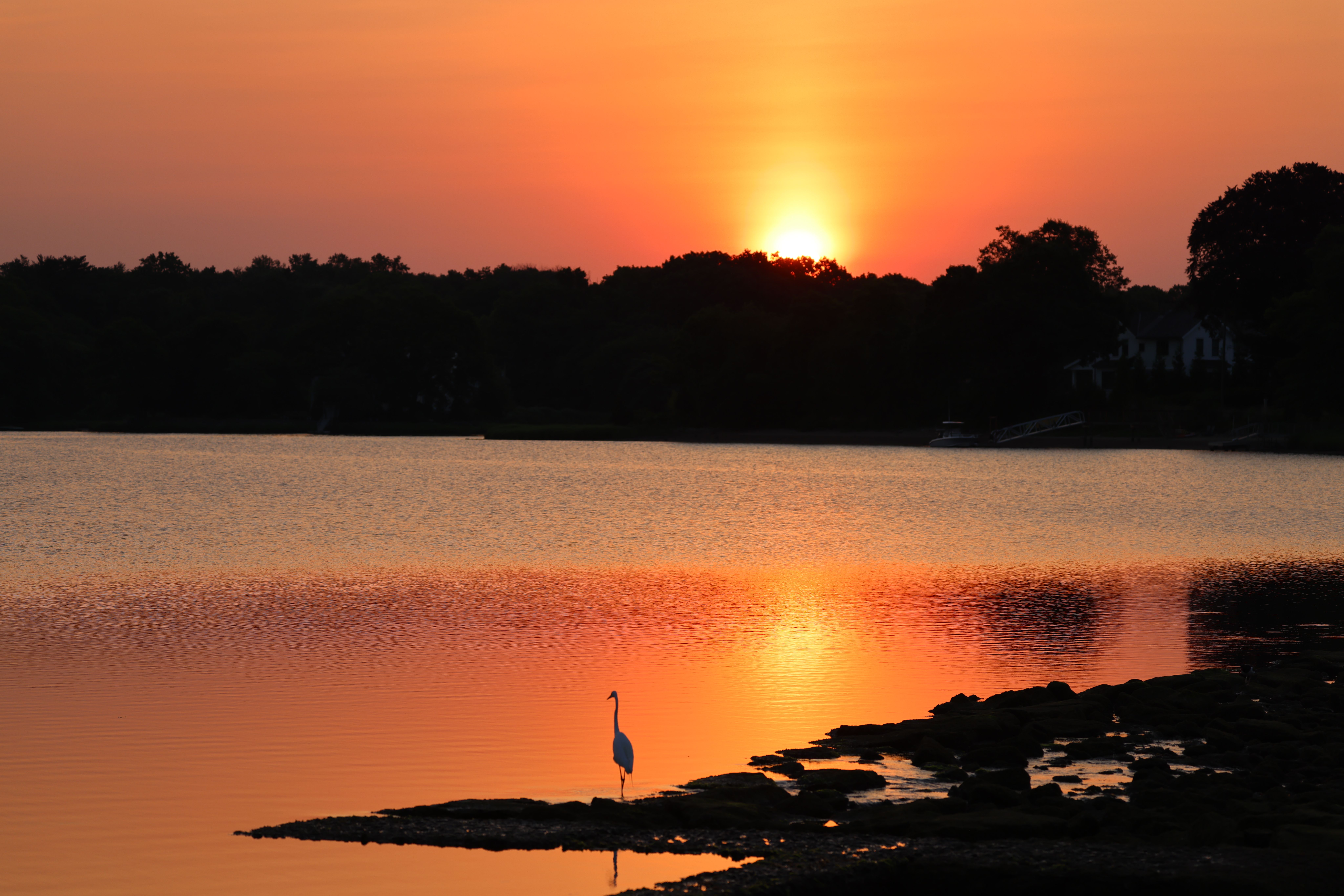 Trees and Bird around Lake at Sunset · Free Stock Photo
