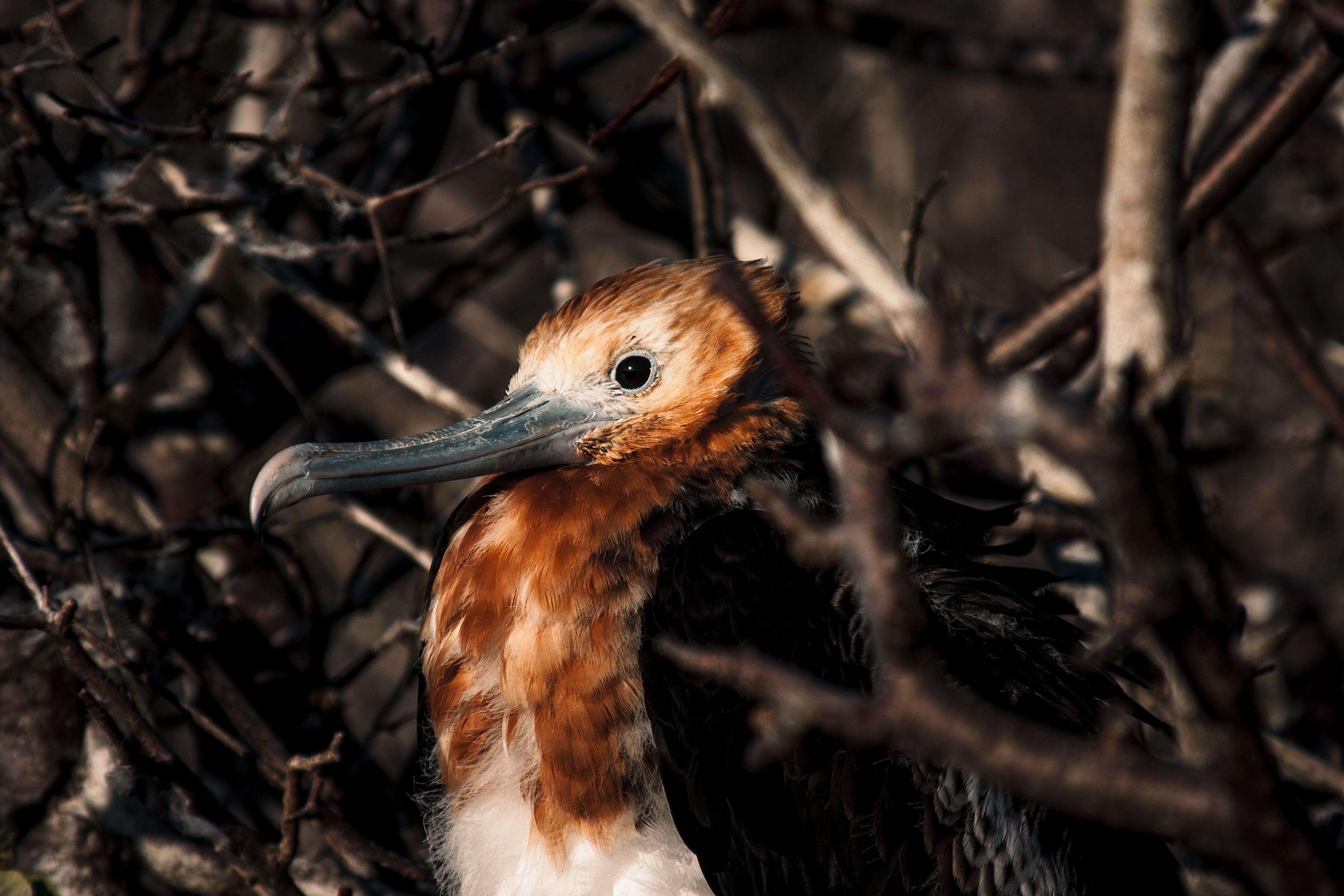 Closeup of Frigatebird with Orange Feathers and Long Beak · Free Stock ...