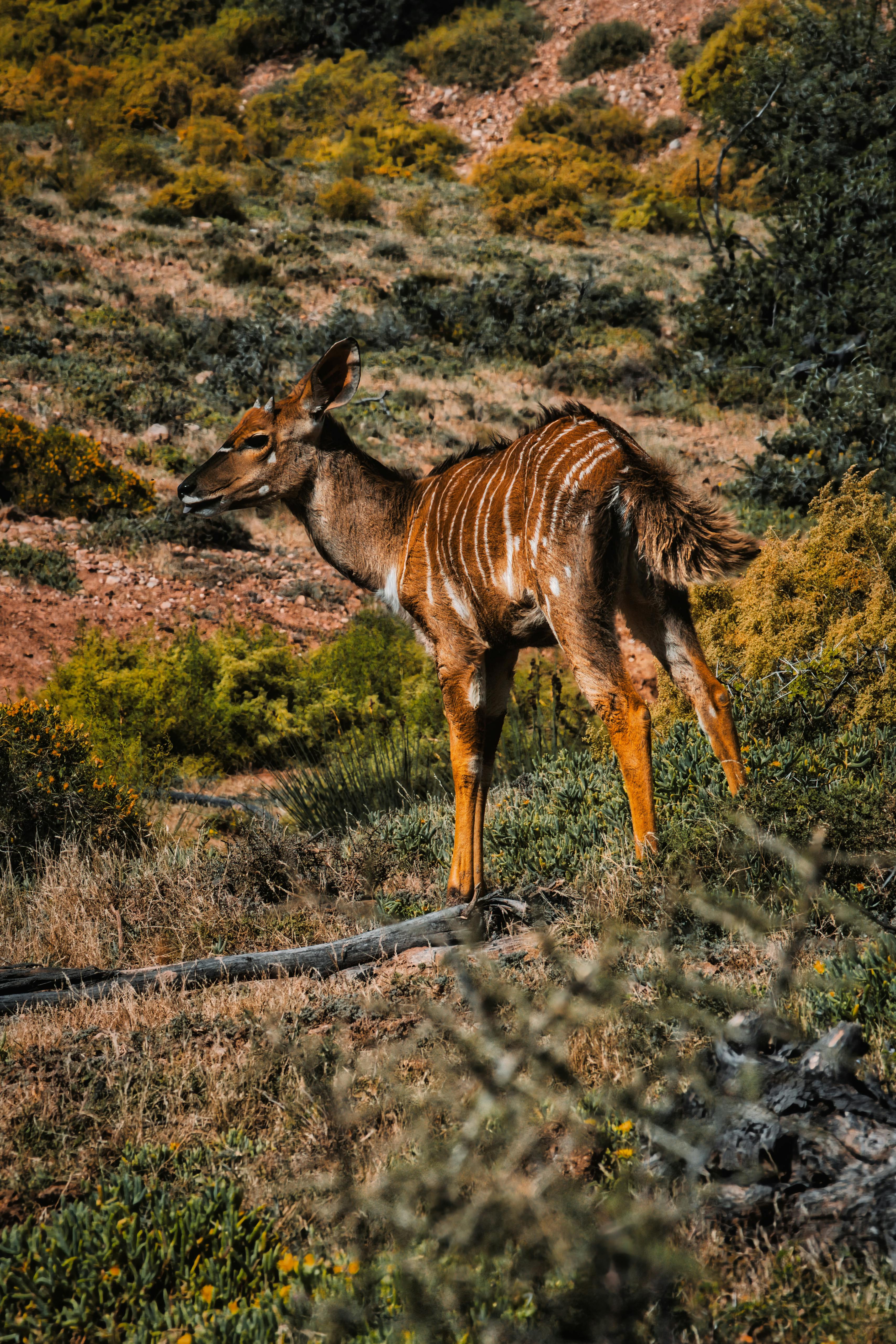 Nyala API Menyala Photos, Download The BEST Free Nyala API Menyala ...