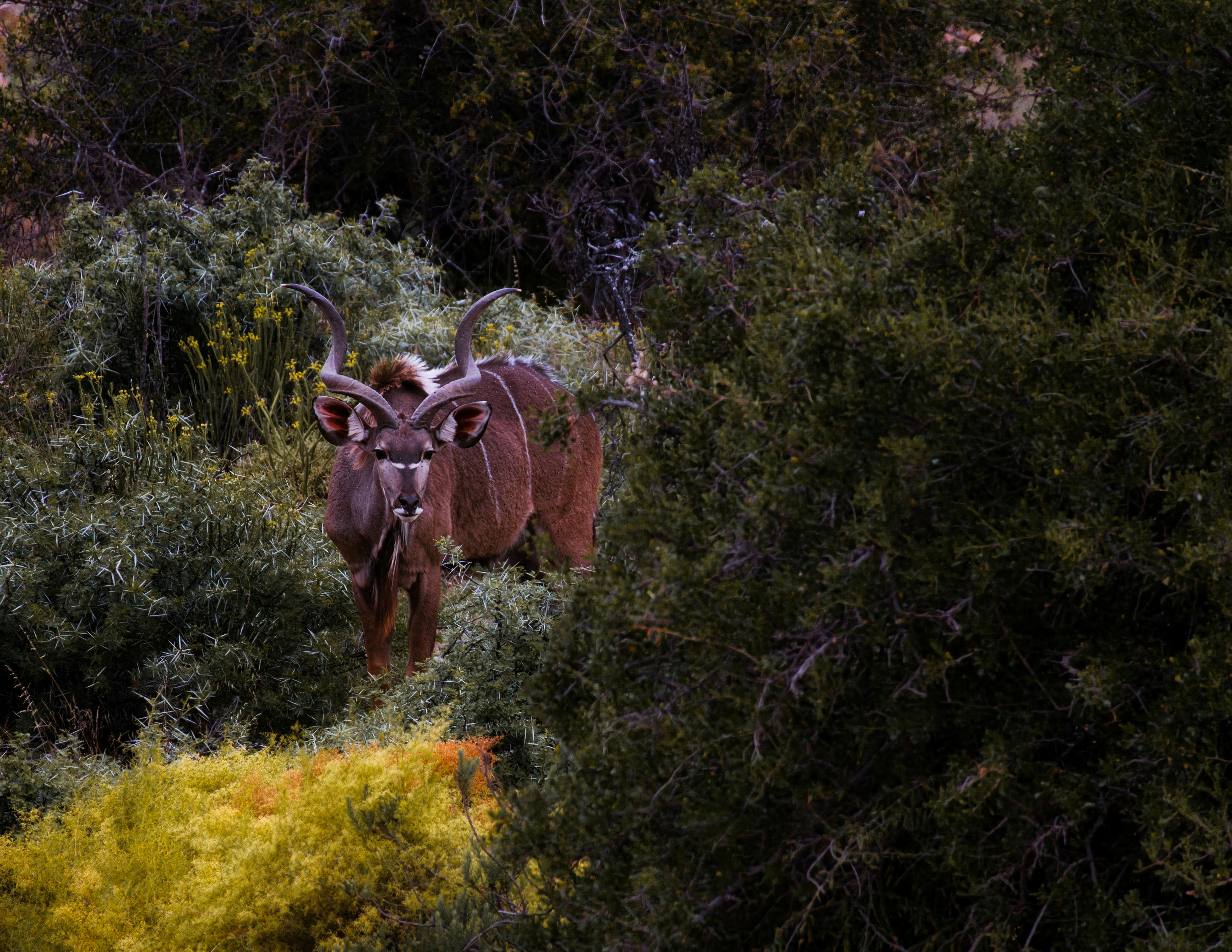 Antelope in a Game Reserve Safari 10 · Free Stock Photo
