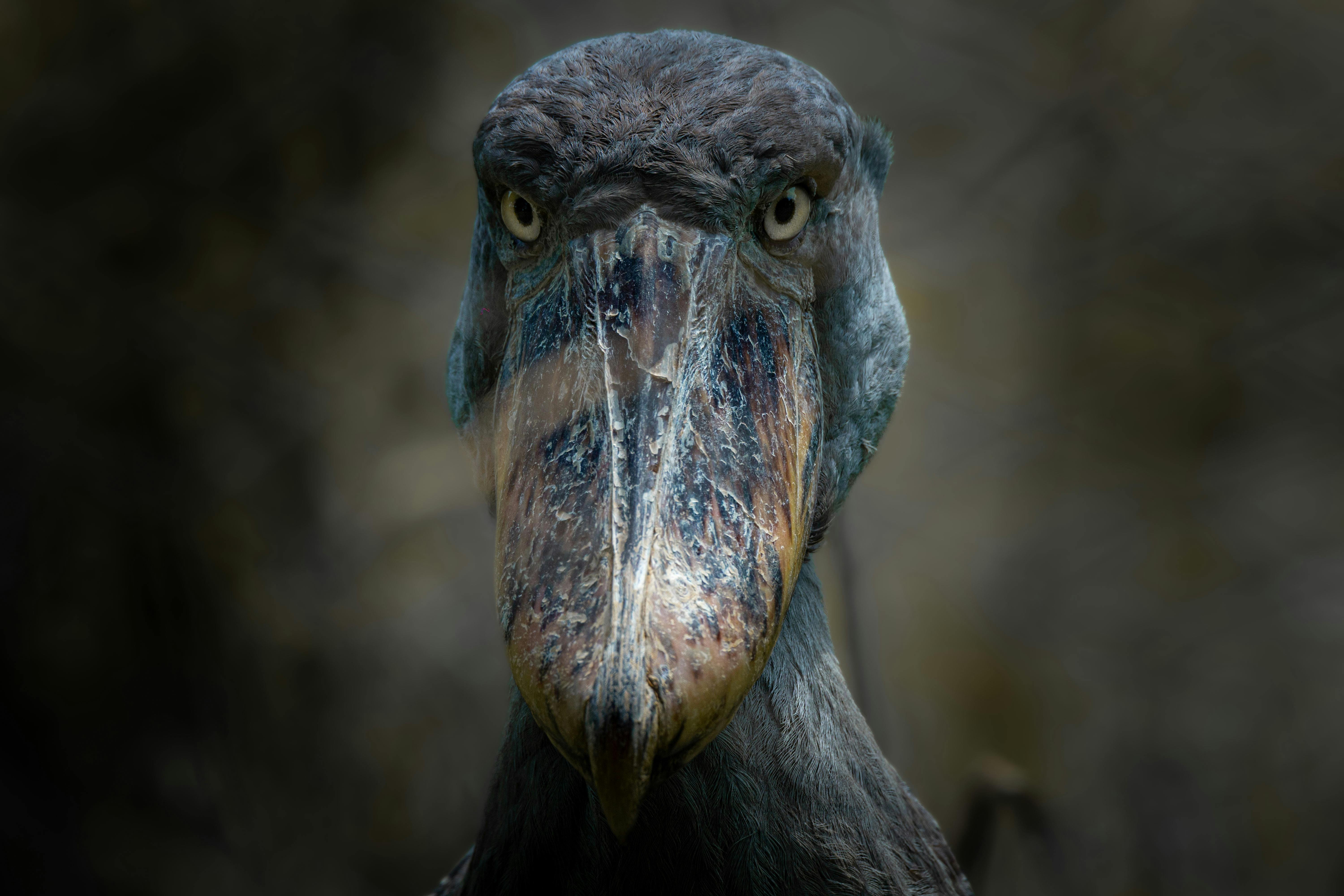 Shoebill Photos, Download The BEST Free Shoebill Stock Photos & HD Images
