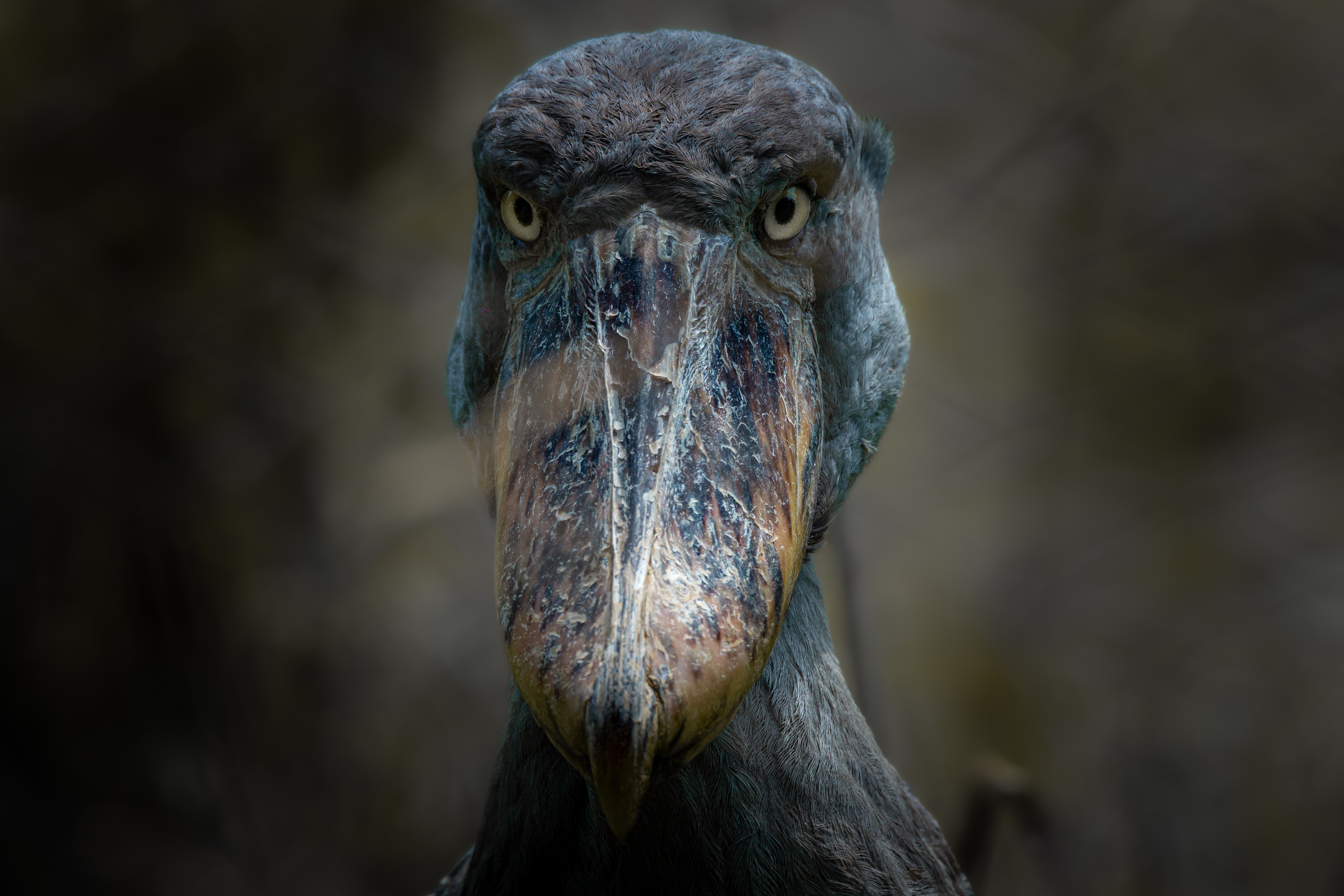 Shoebill Photos, Download The BEST Free Shoebill Stock Photos & HD Images