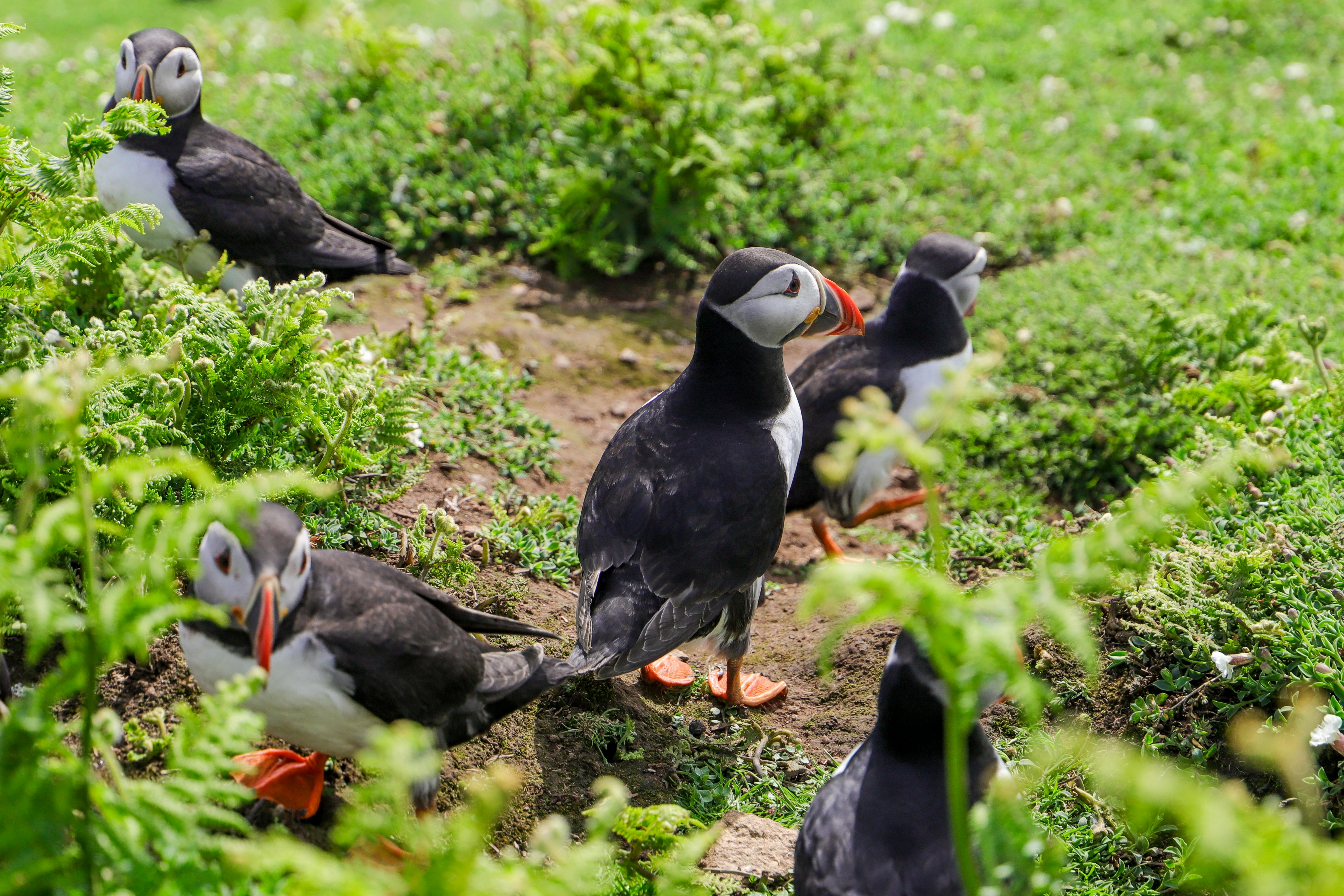 Three Puffins · Free Stock Photo