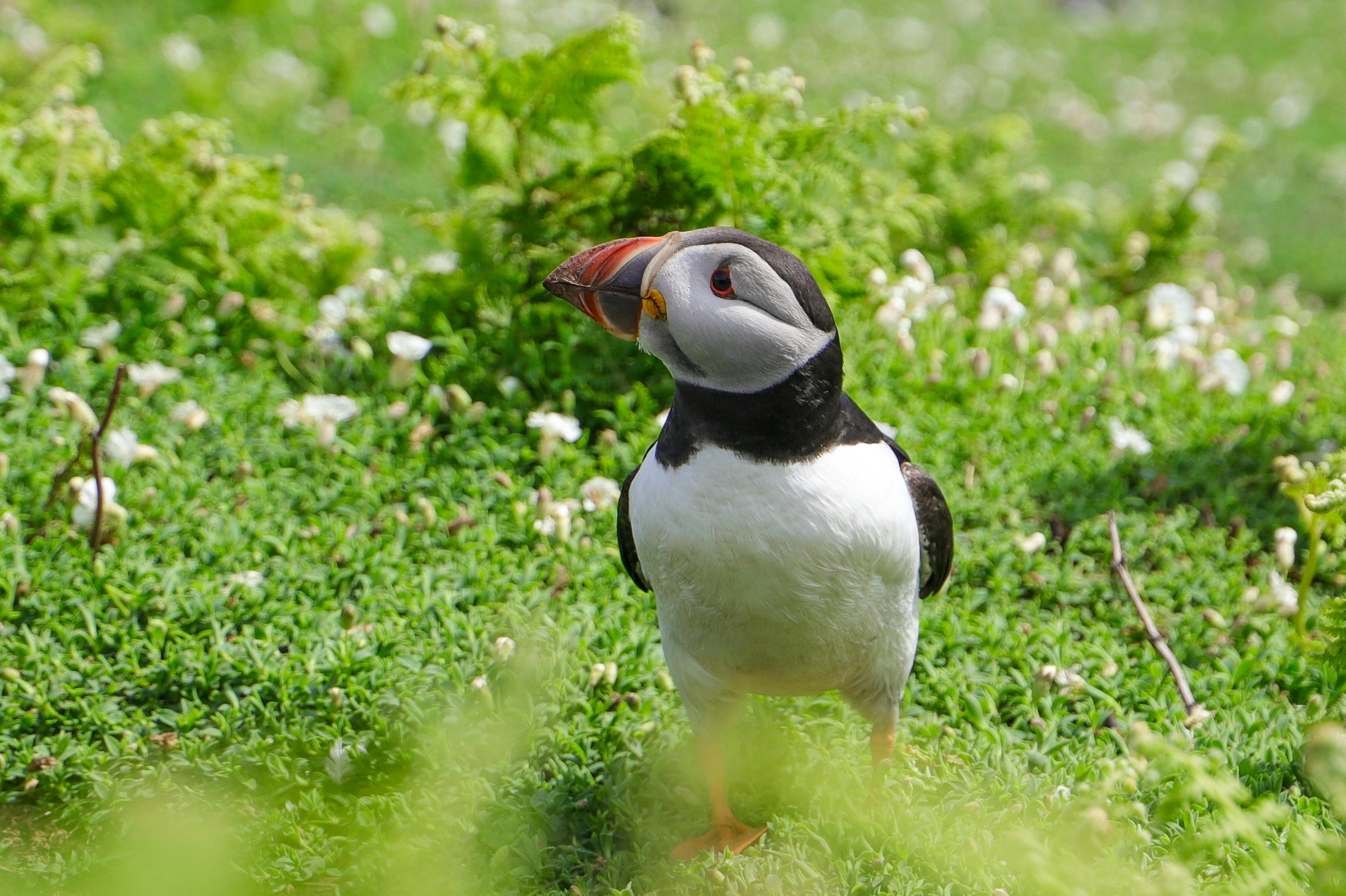 Close-up of An Atlantic Puffin · Free Stock Photo
