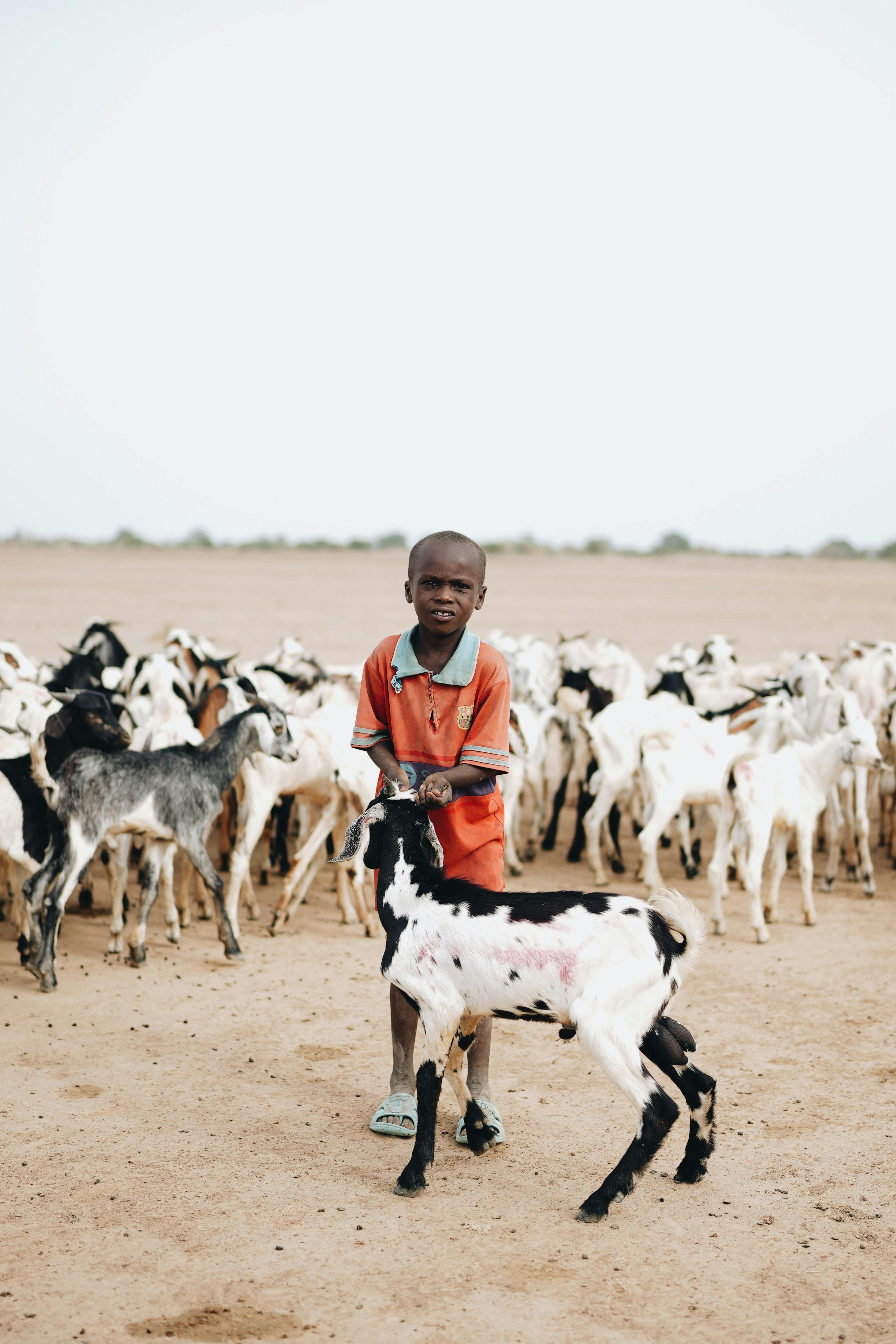 Young Boy Holding Baby Goat Standing in Field · Free Stock Photo