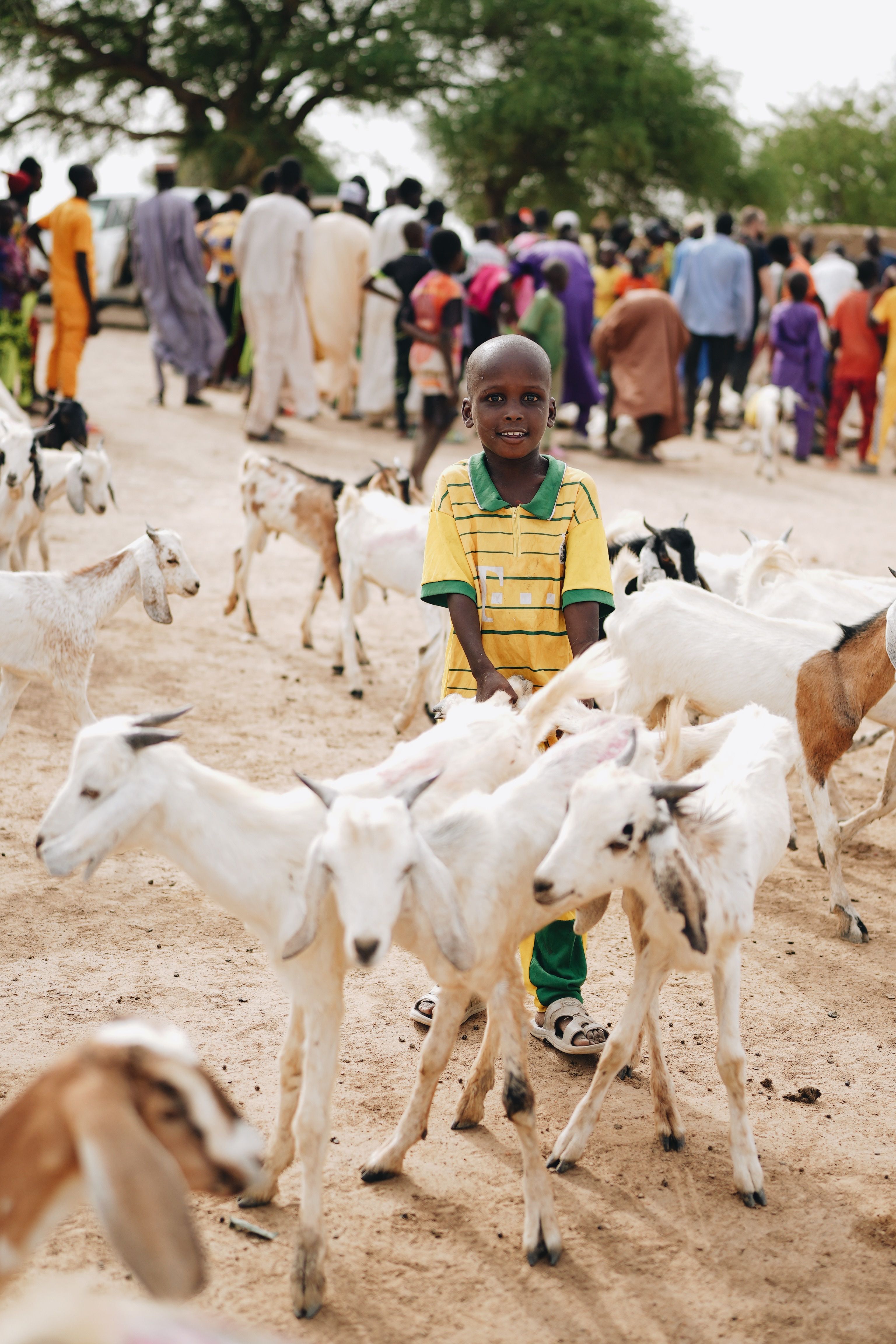 Child Standing amid Goats · Free Stock Photo