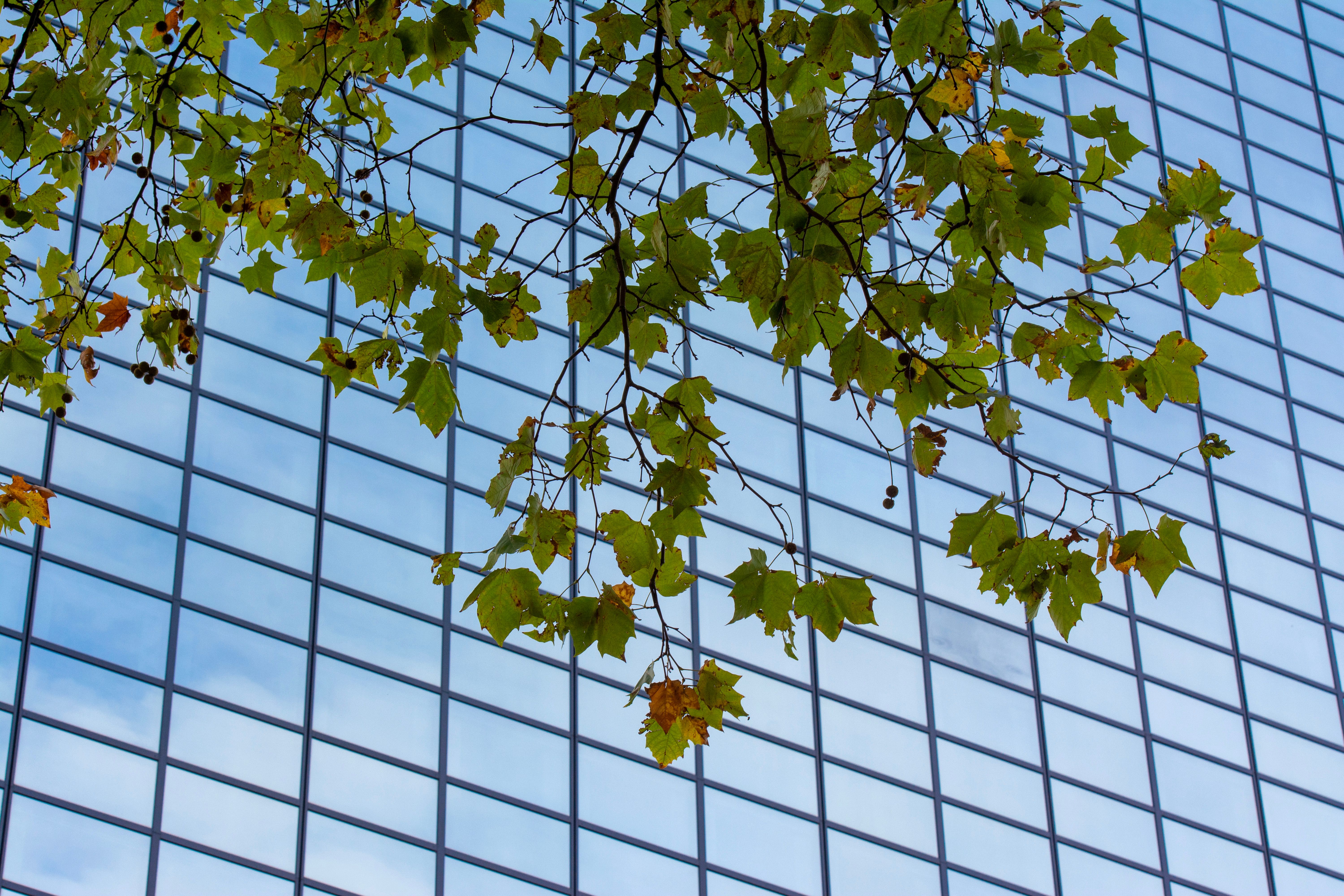 Tree Branches against the Background of the Glass Facade of a Modern ...