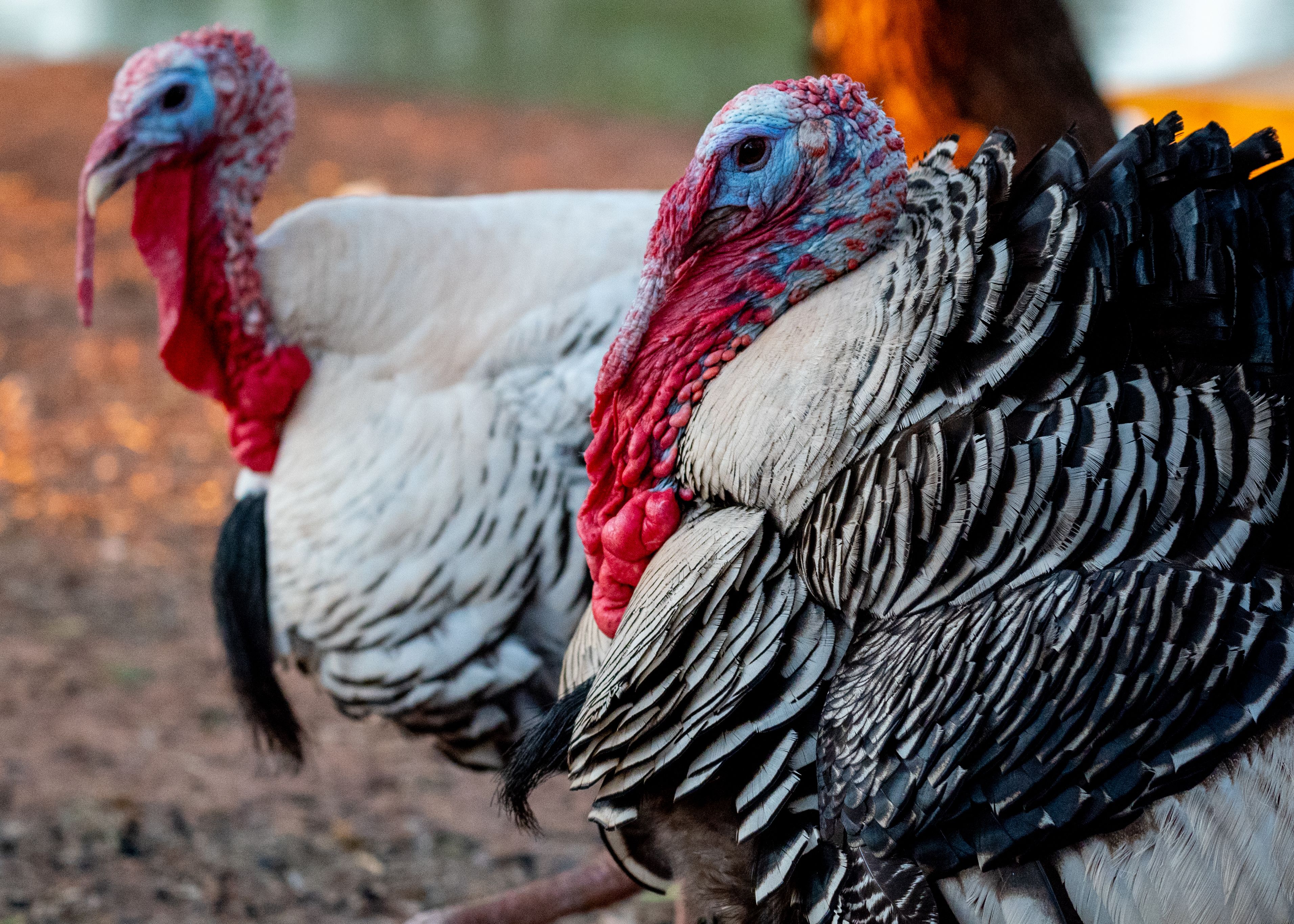 Two turkeys standing next to each other on a dirt road · Free Stock Photo