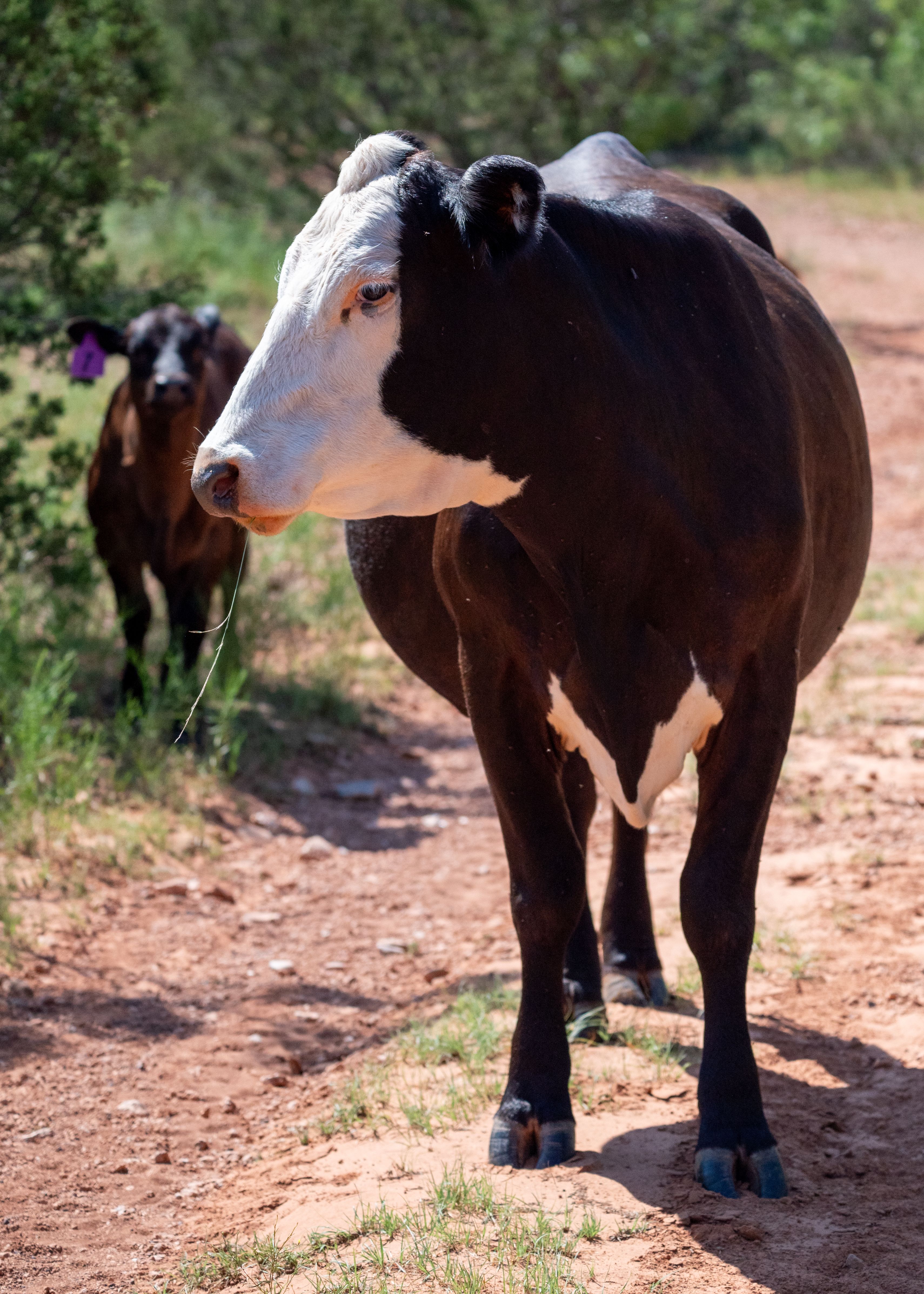 Animals Cow Photos, Download The BEST Free Animals Cow Stock Photos ...