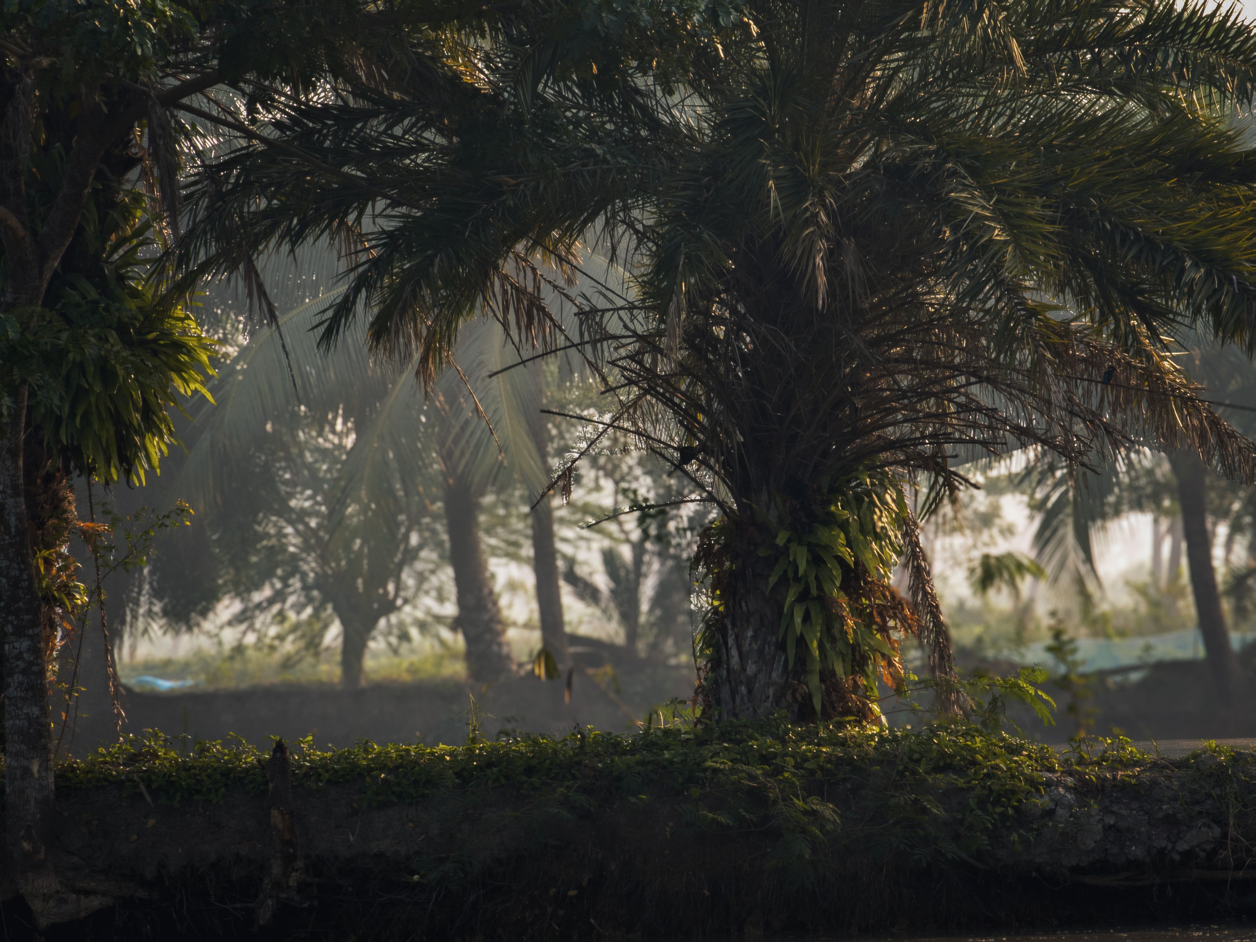Wide Short Palm Trees · Free Stock Photo