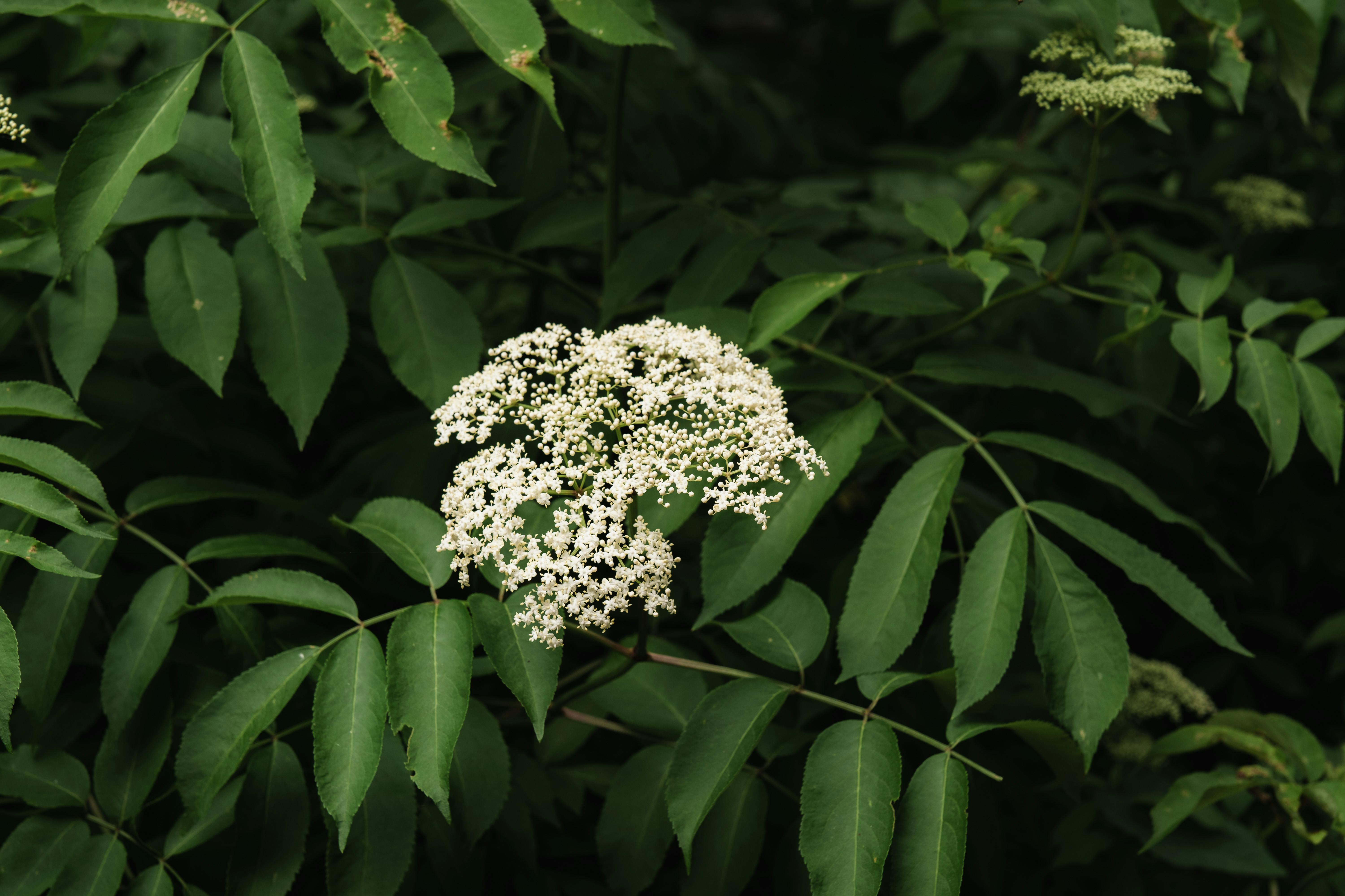 Black Elder Plant with White Flowers · Free Stock Photo