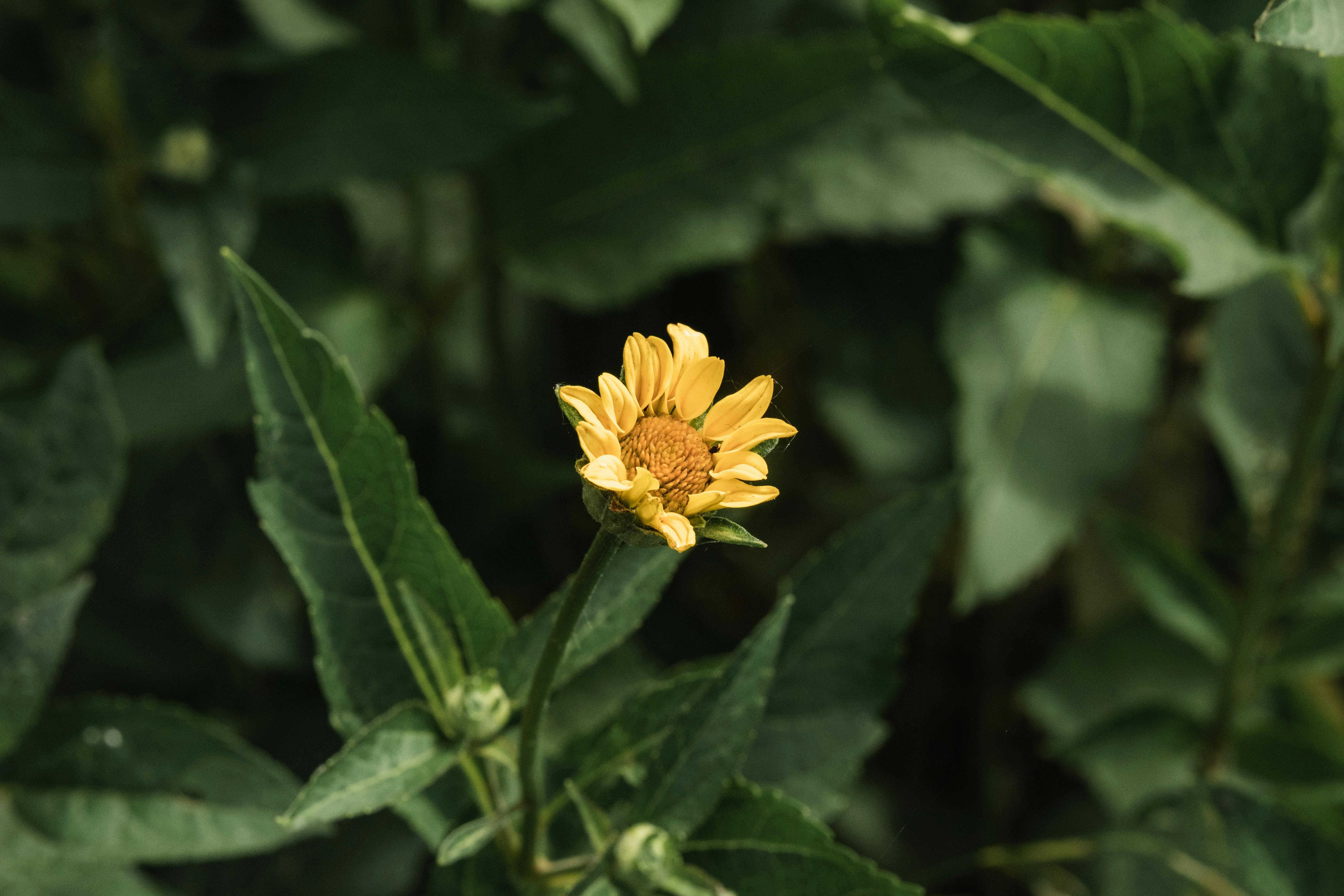 Yellow Venegasia Flower · Free Stock Photo